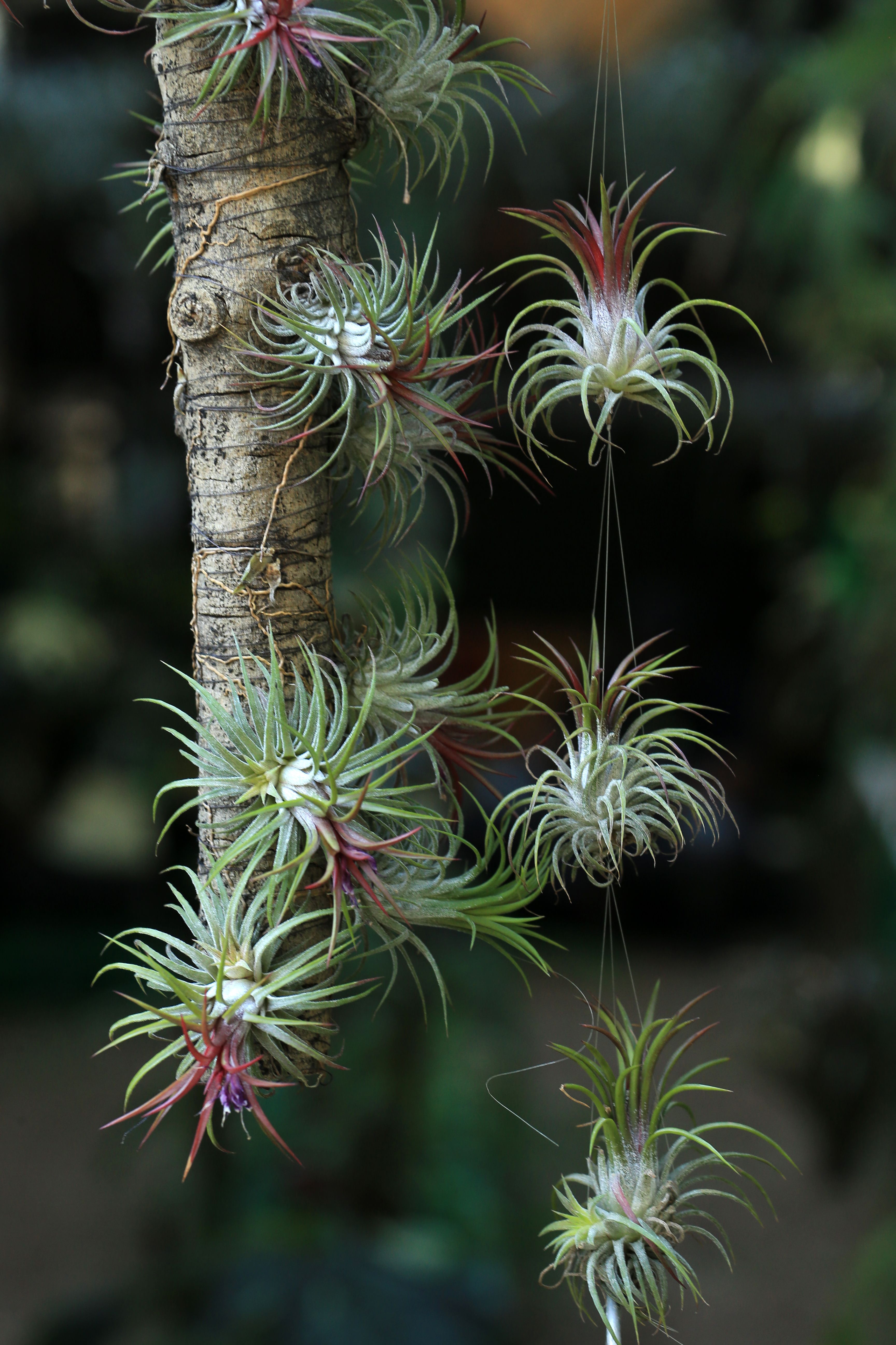 Exotic Plants