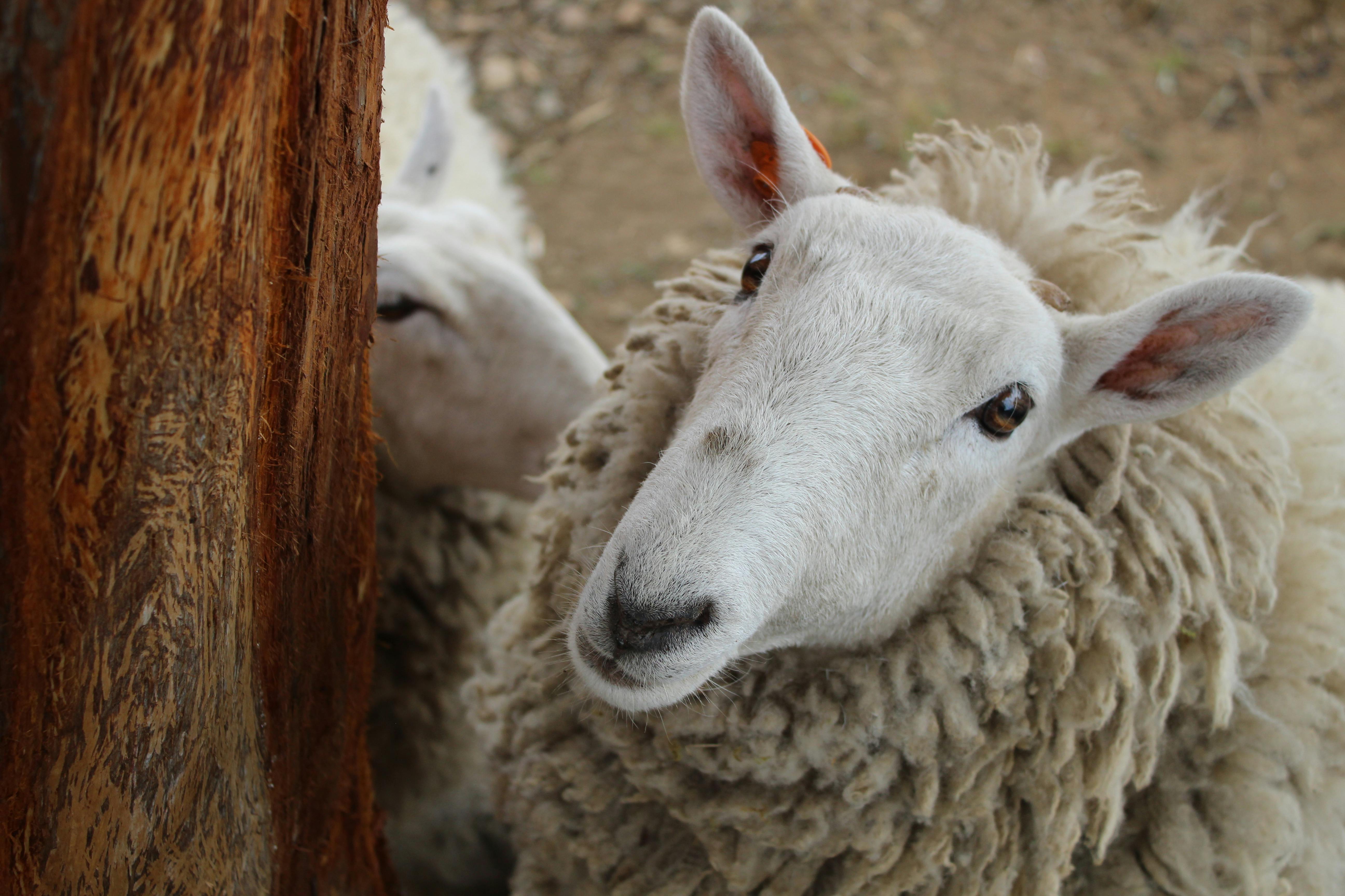Close up of Sheep Head · Free Stock Photo