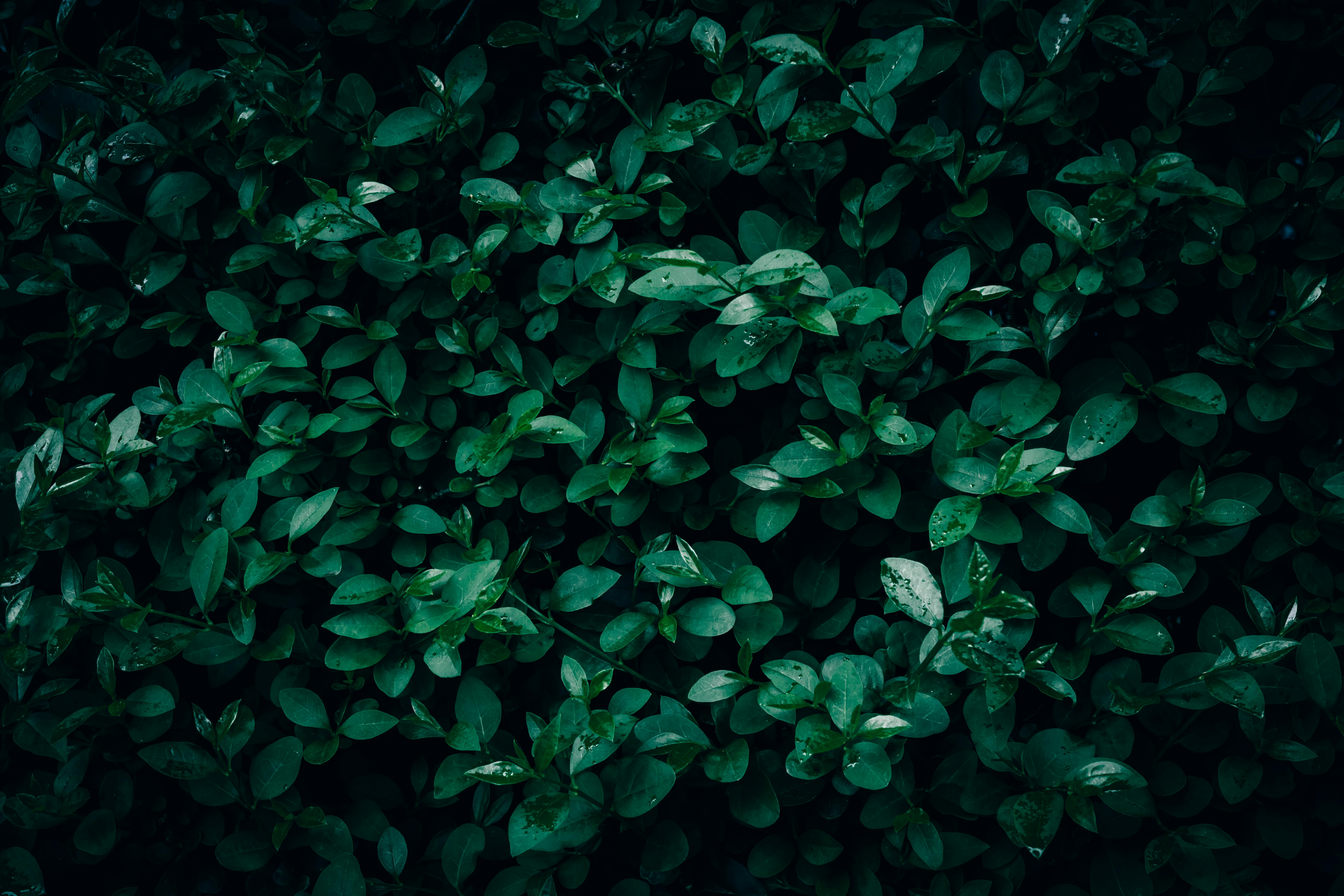 Green leaves - Privet / Ligustrum · Free Stock Photo