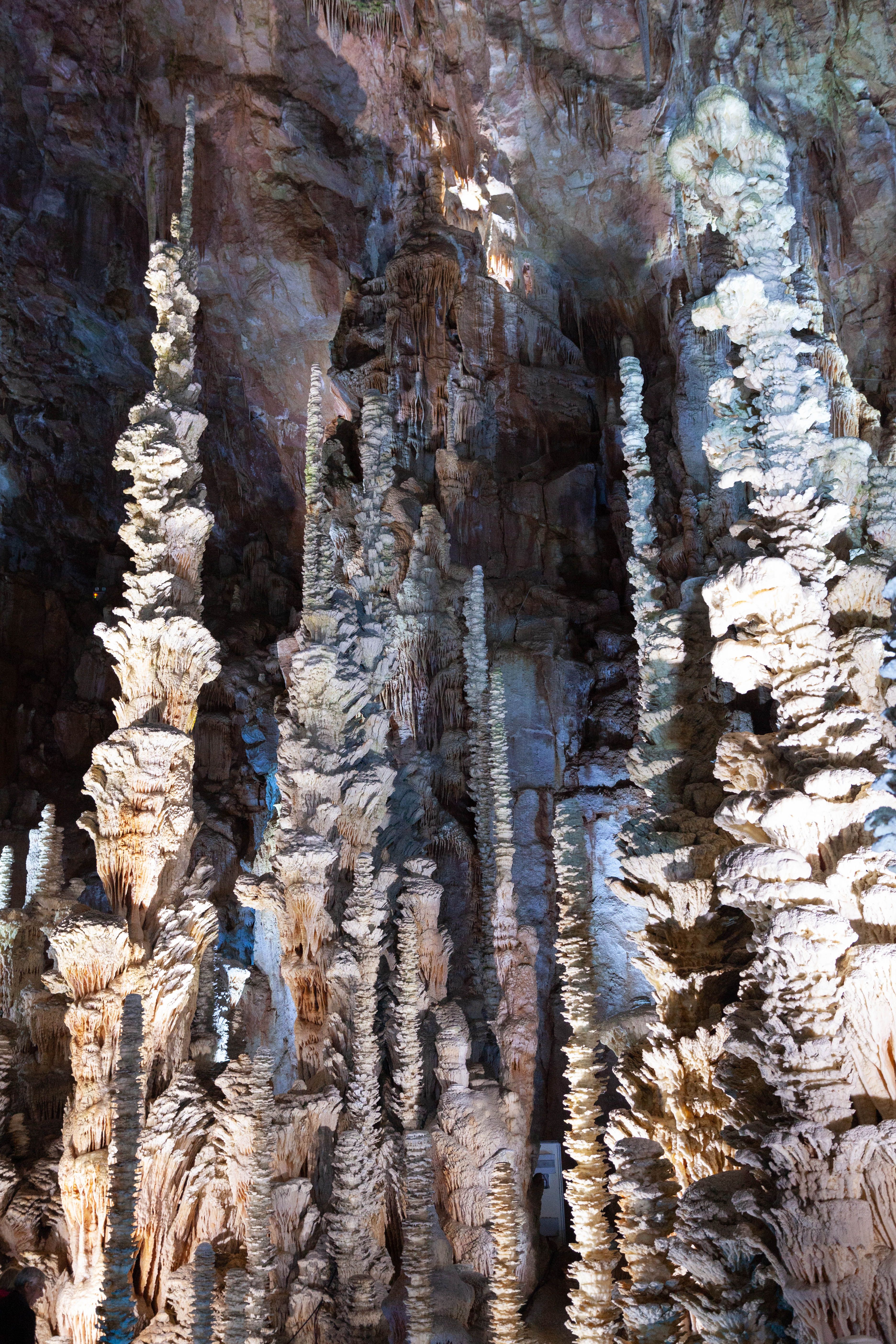 The inside of a cave with many tall trees · Free Stock Photo