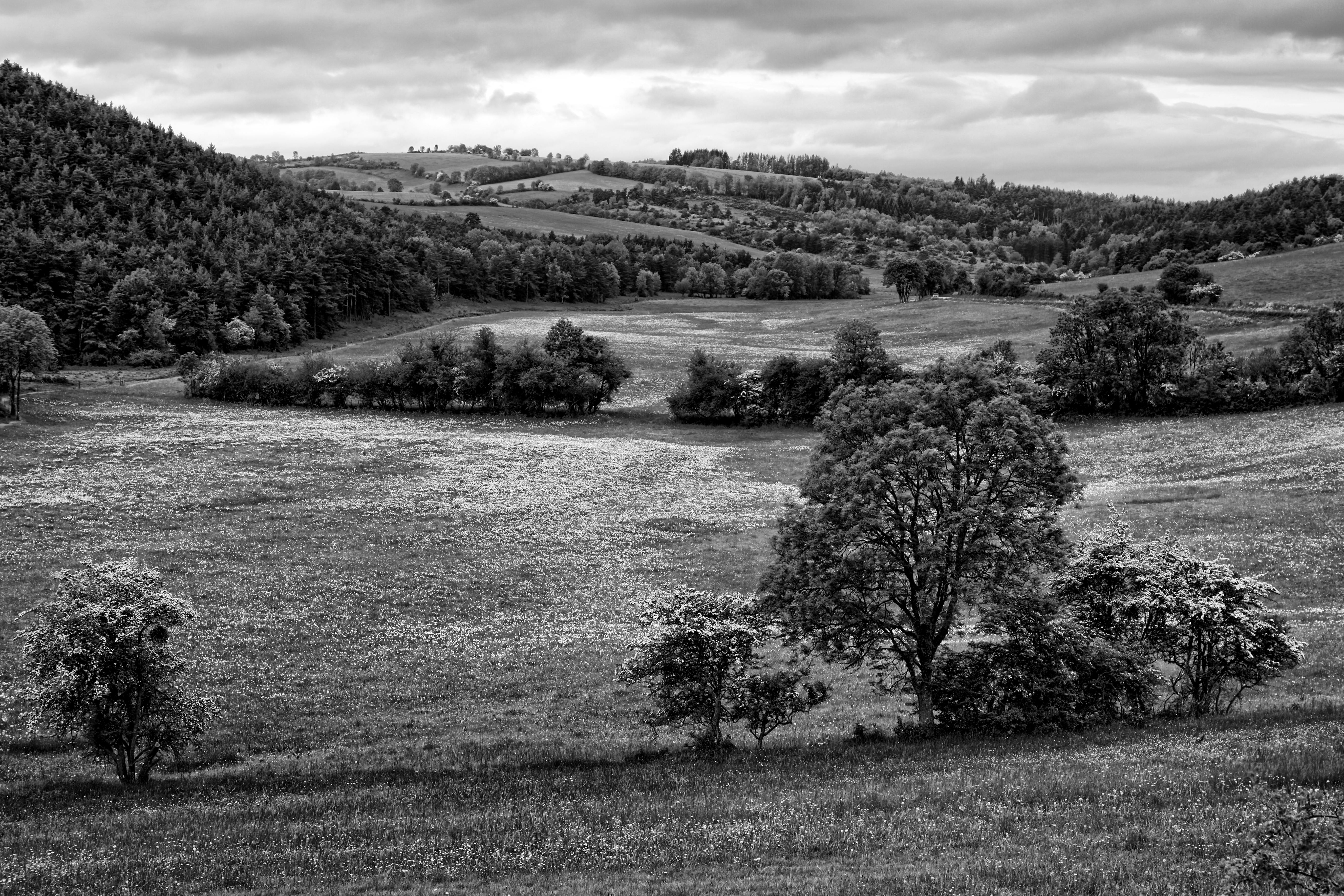 Trees in Countryside in Black and White · Free Stock Photo