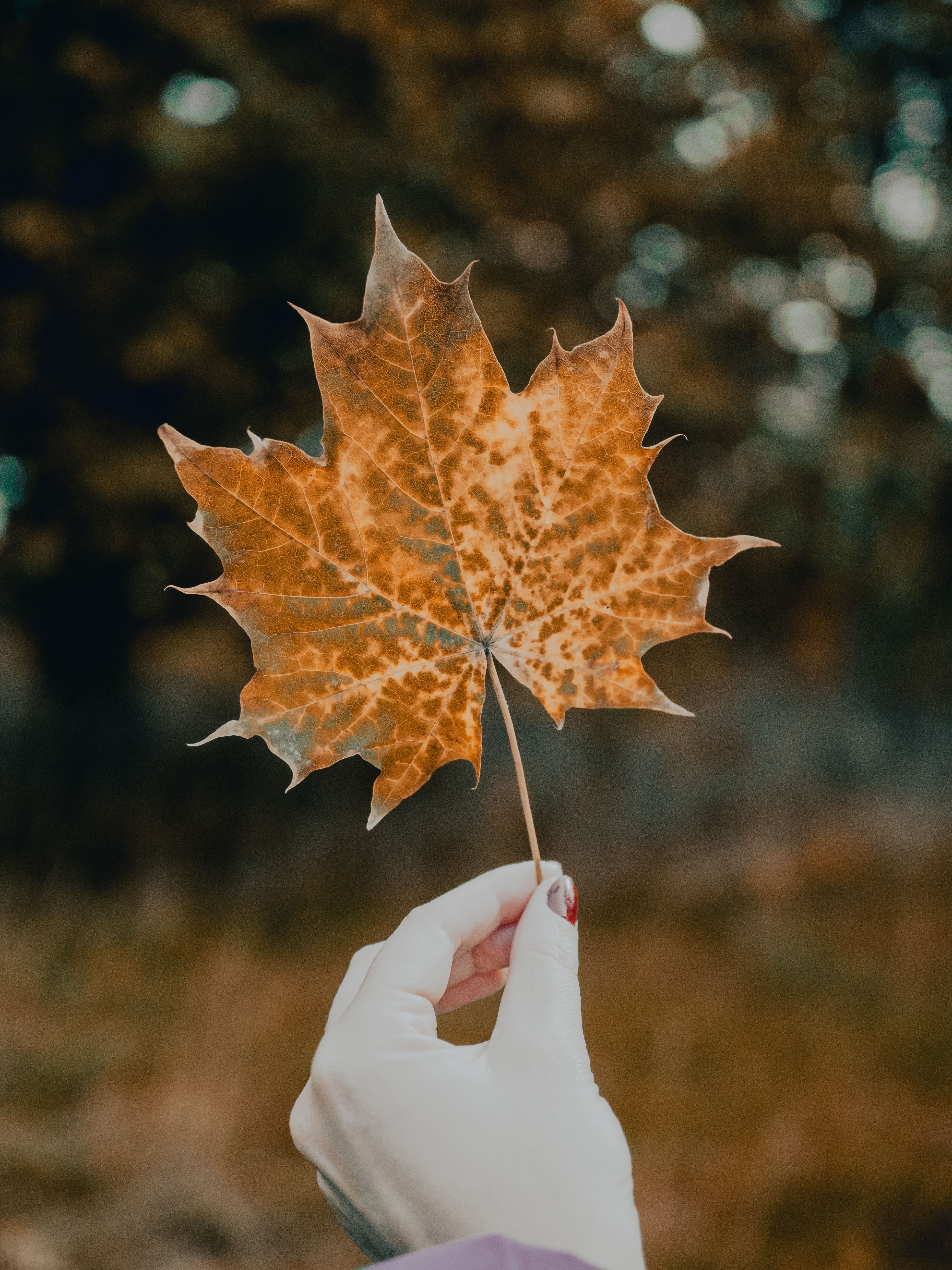 Woman Hand Holding Autumn Fall · Free Stock Photo
