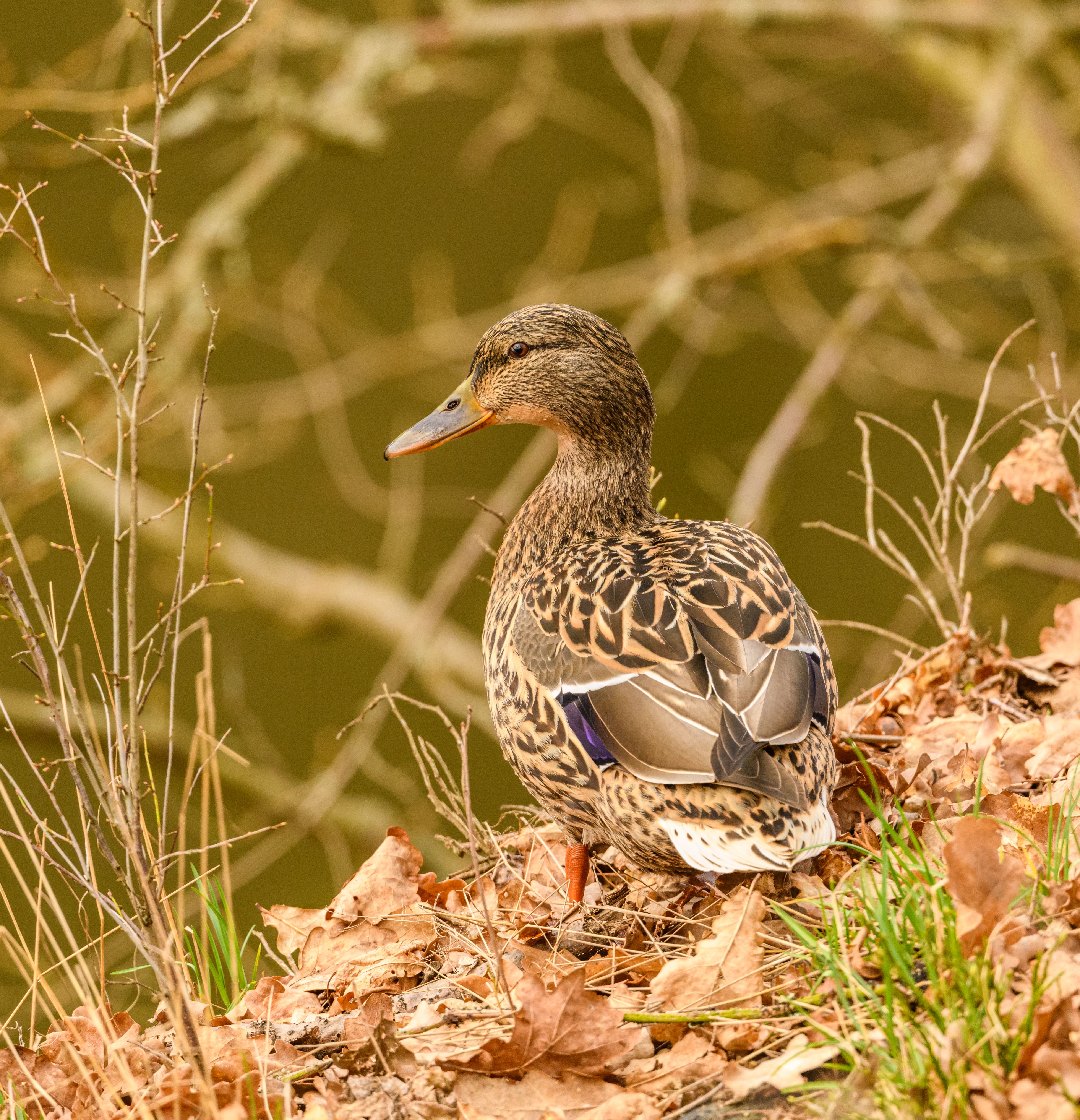 Back View of Duck · Free Stock Photo