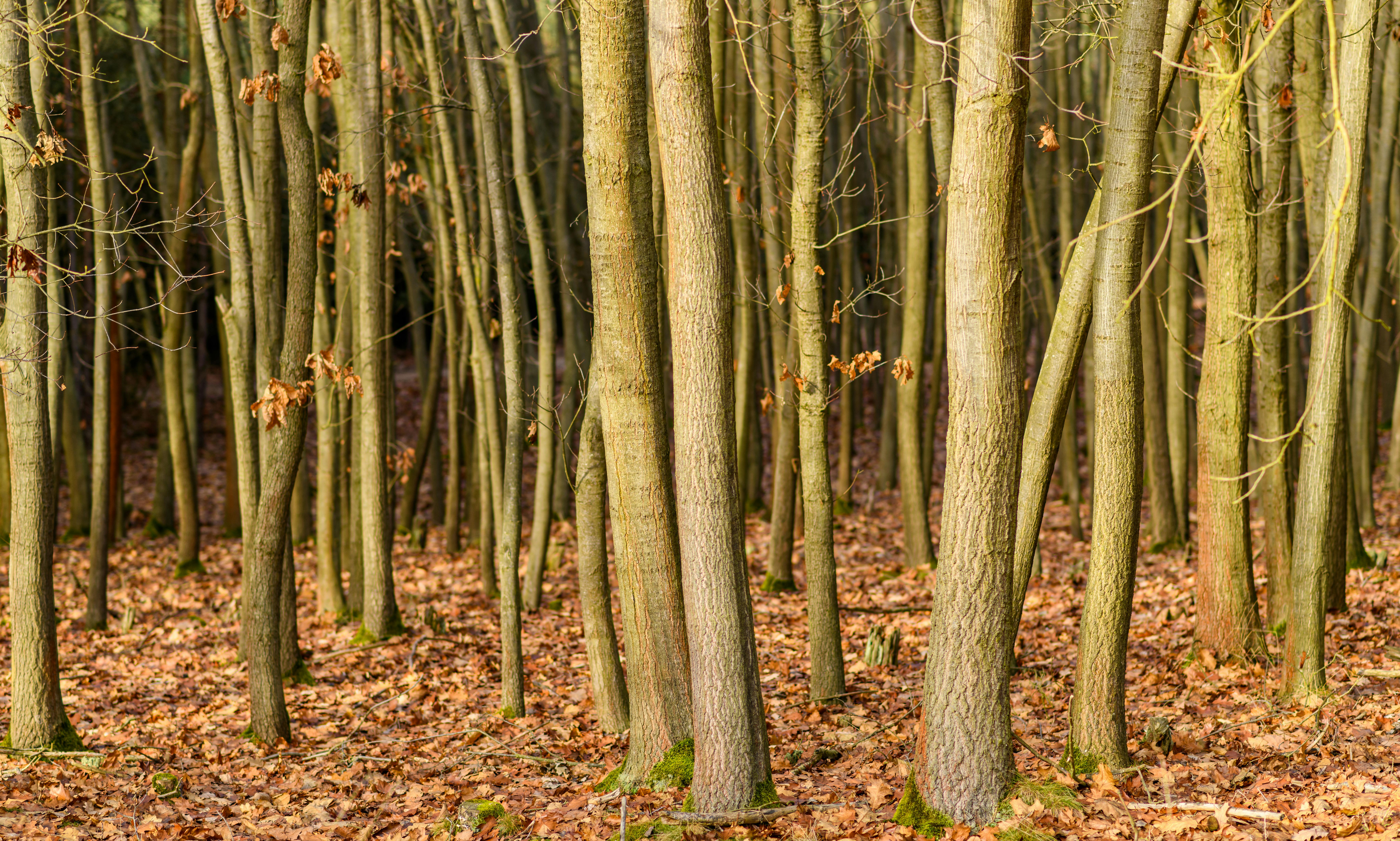 Brown Tree Trunk · Free Stock Photo