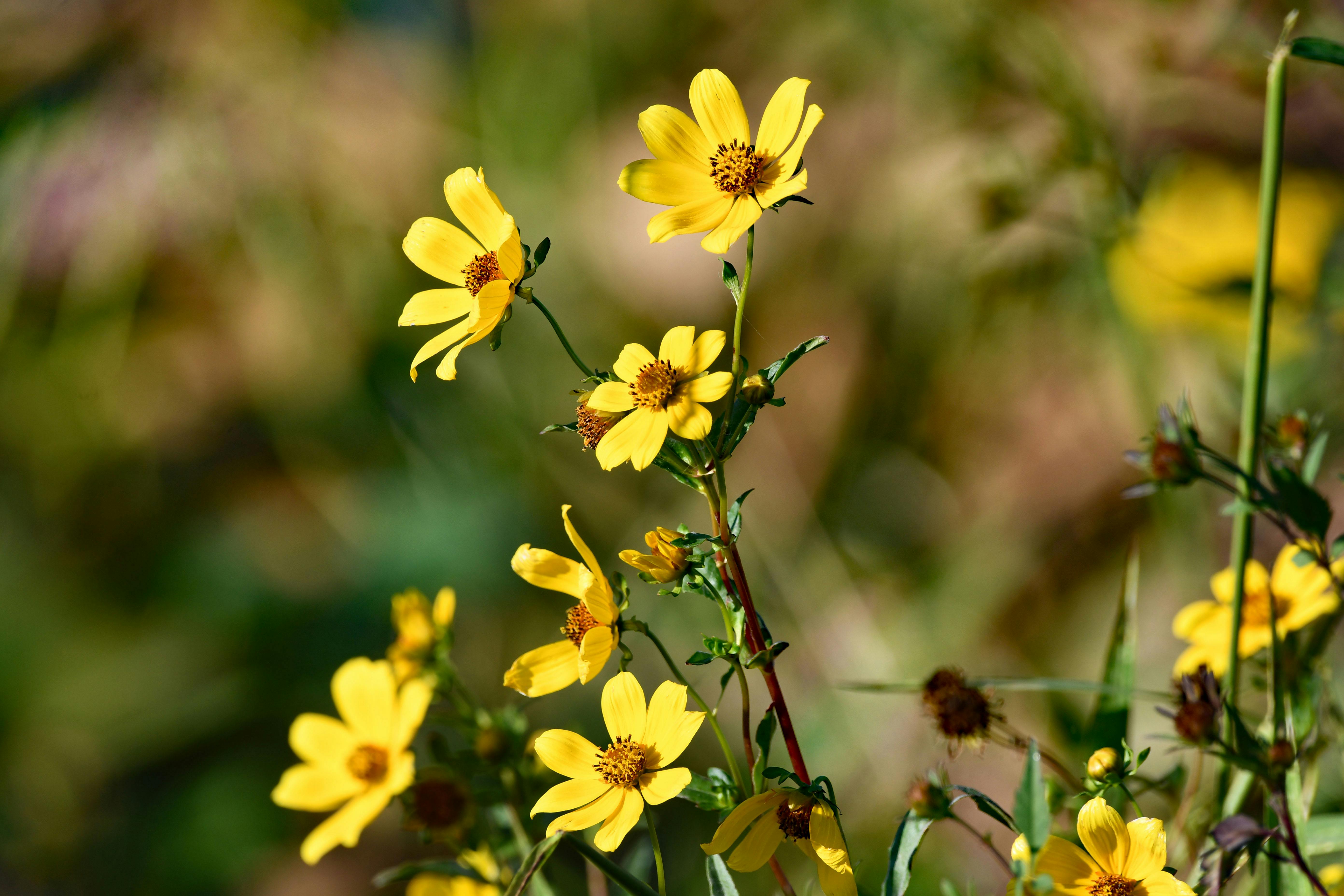 Delicate Task Photos, Download The BEST Free Delicate Task Stock Photos ...