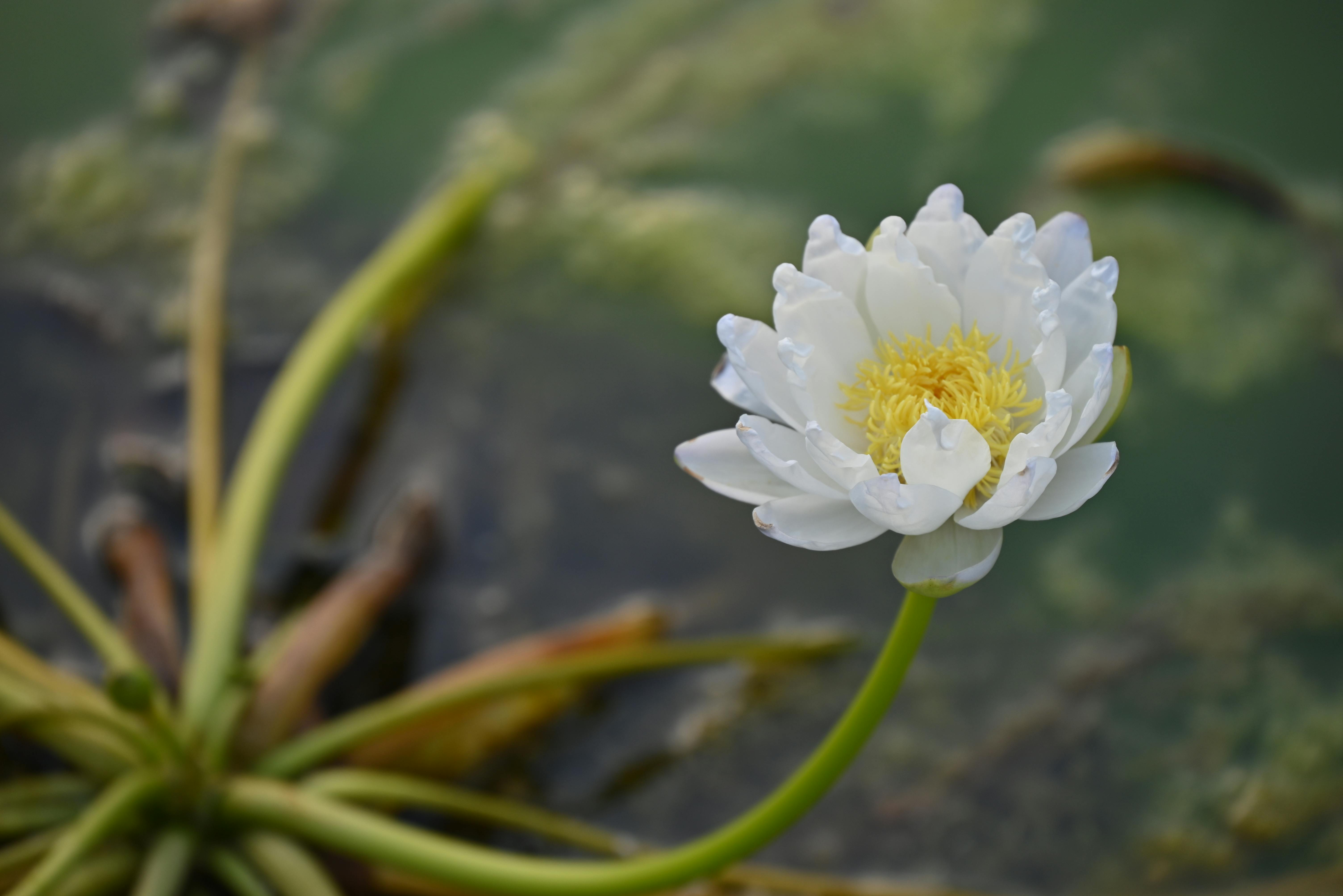 White Lotus Photos, Download The BEST Free White Lotus Stock Photos ...
