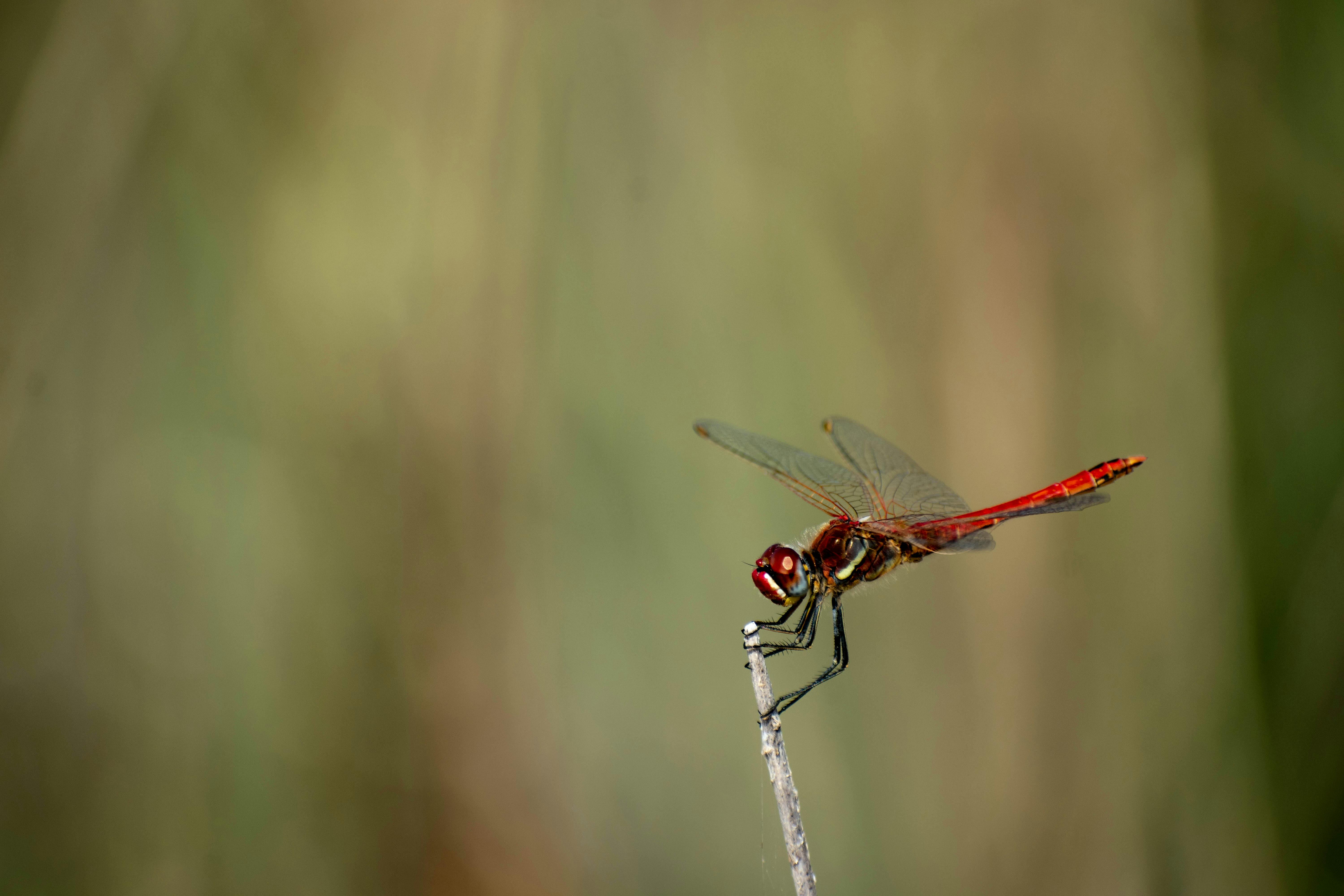 Close up of Dragonflies · Free Stock Photo