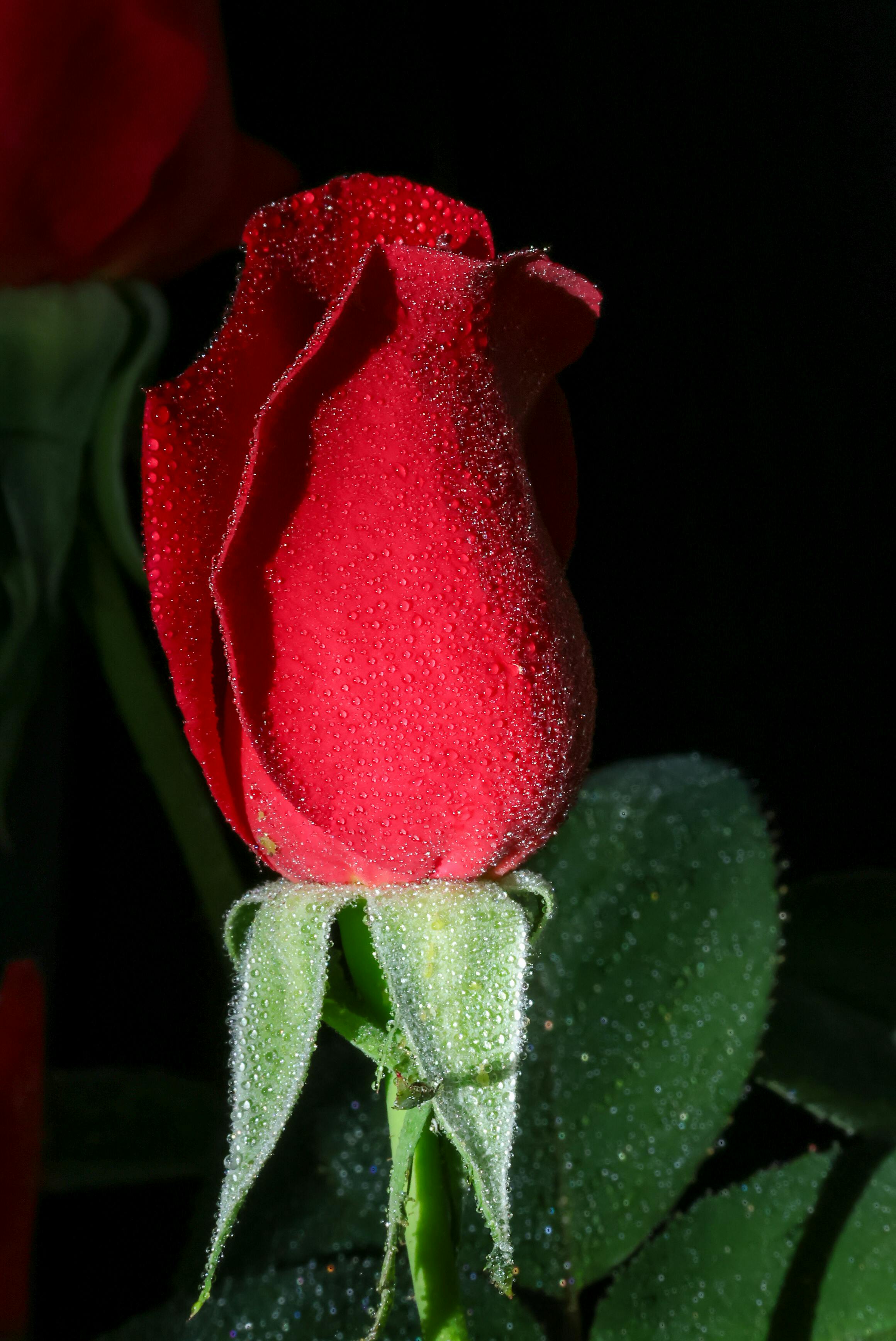 Photo of Red Rose · Free Stock Photo