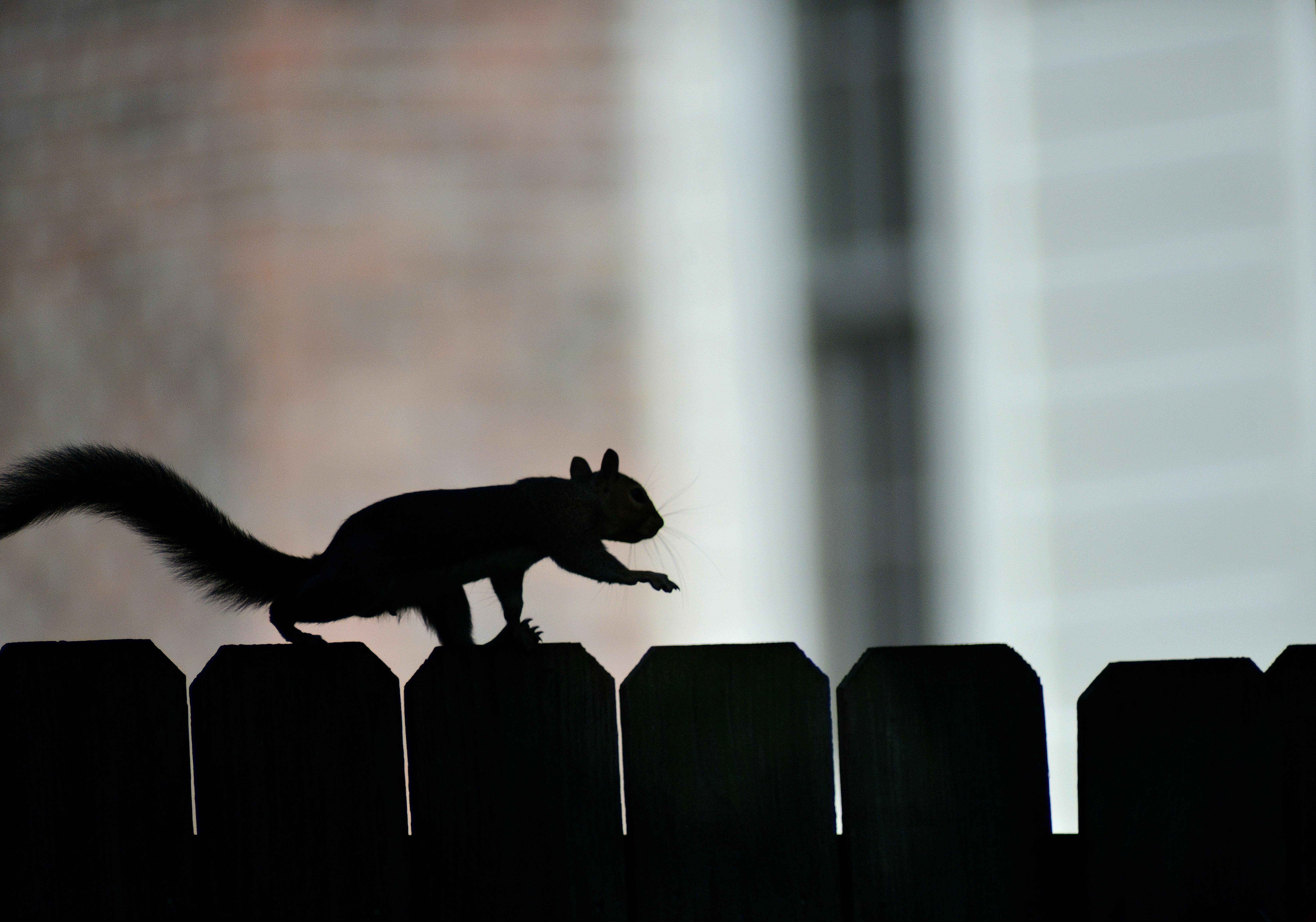 Silhouette of a Squirrel Walking on a Fence · Free Stock Photo