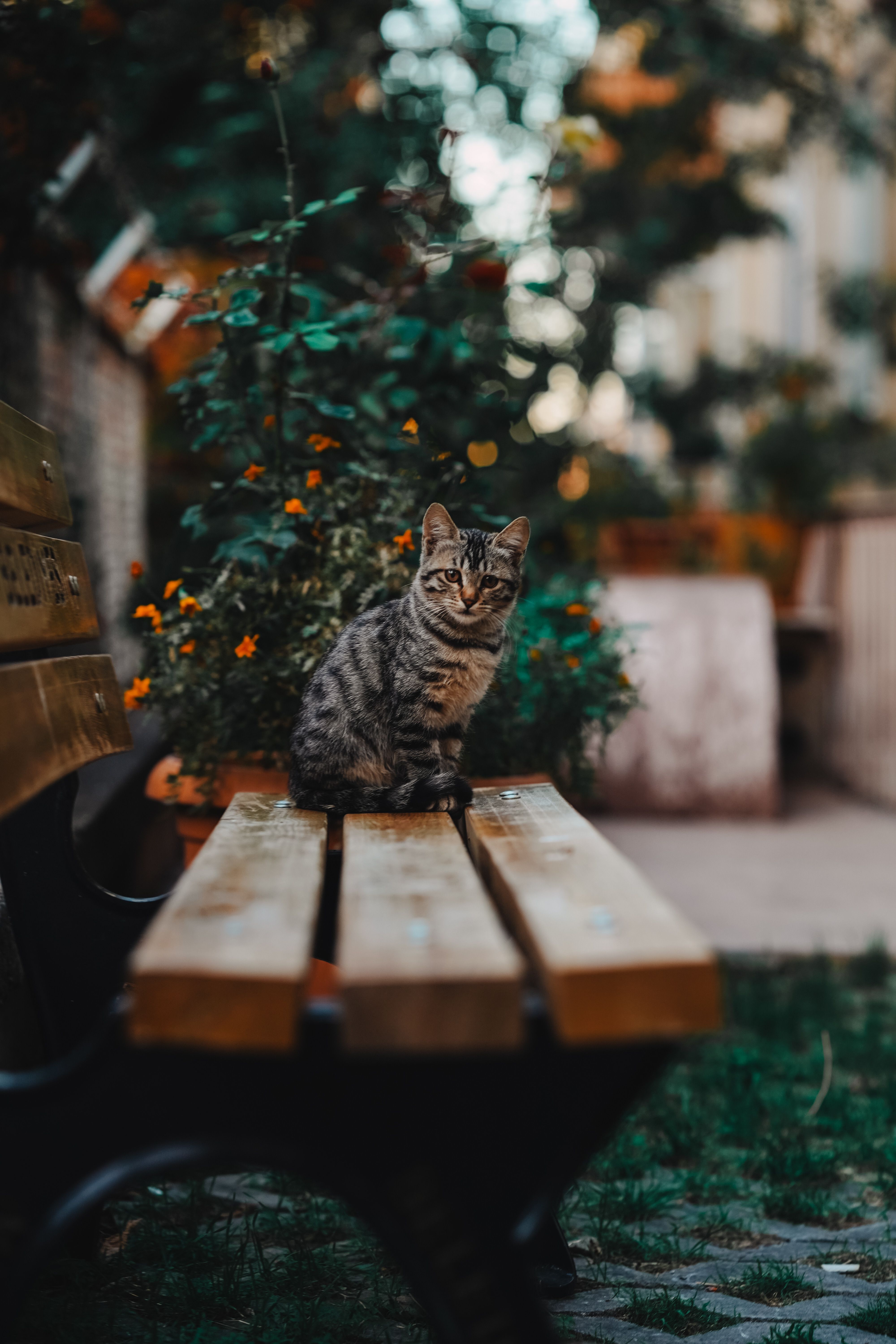 A Cat Sitting on a Bench Outside · Free Stock Photo