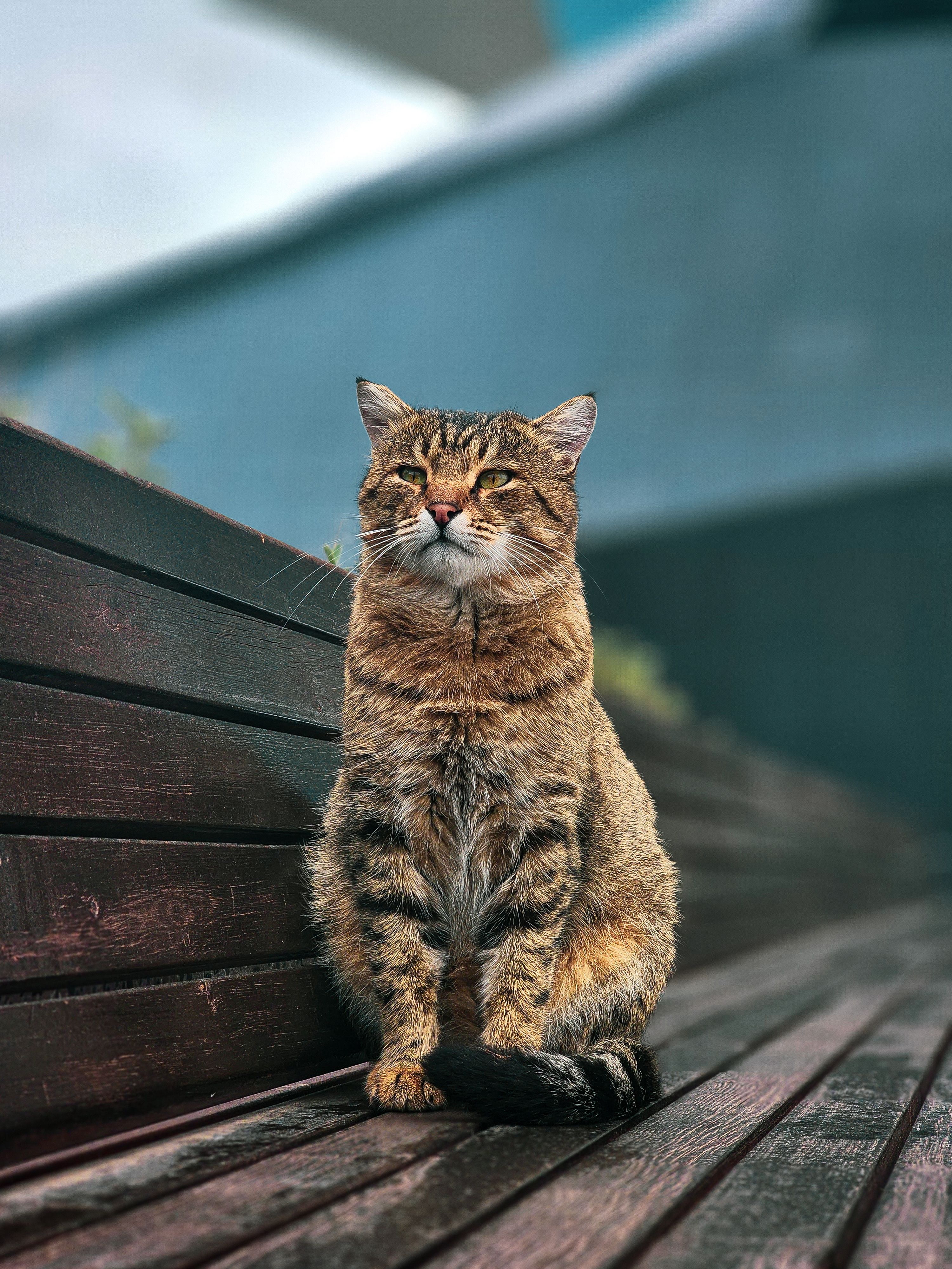Cat among Waste on Landfill · Free Stock Photo
