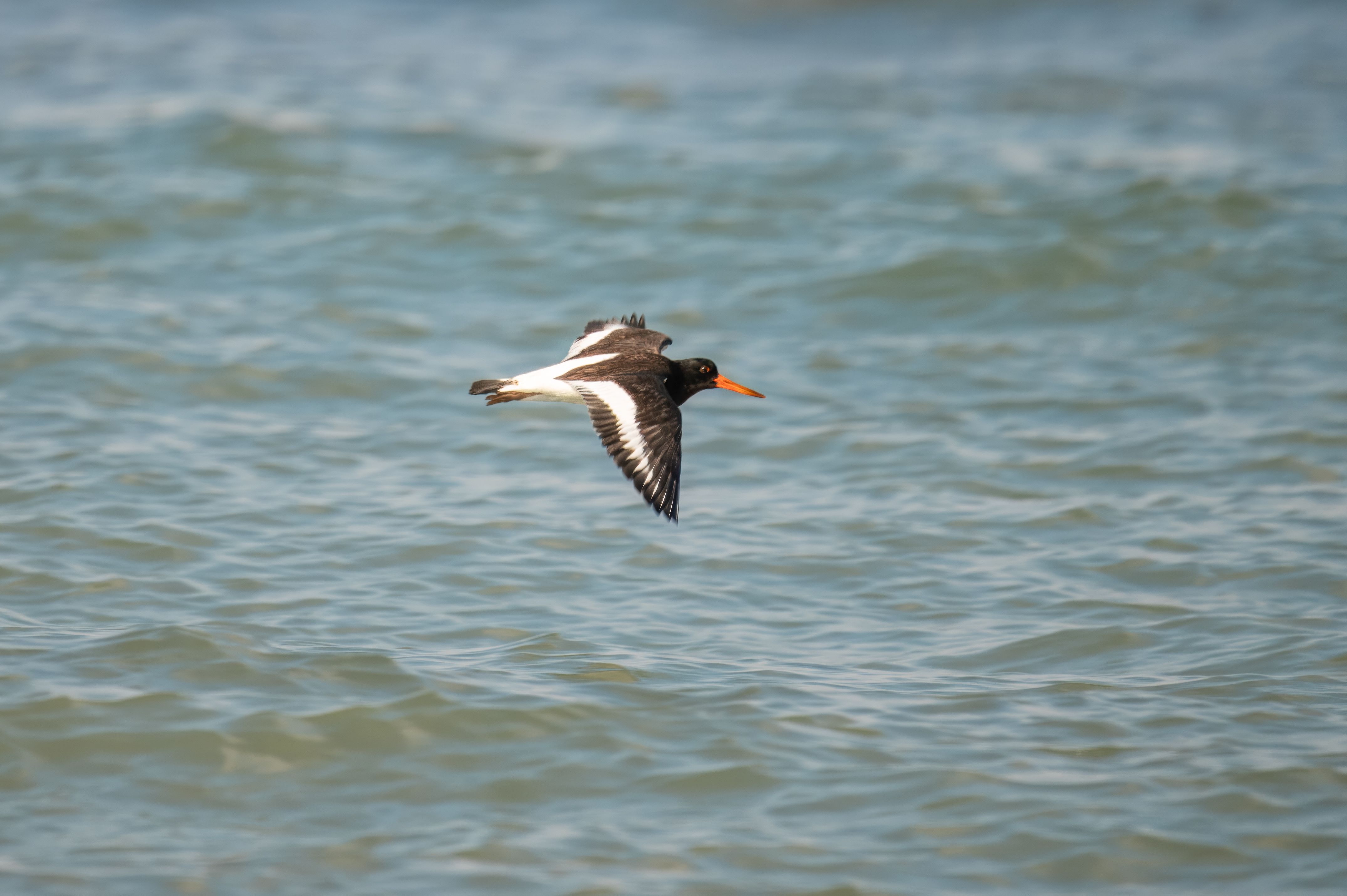 Seabird Photos, Download The BEST Free Seabird Stock Photos & HD Images