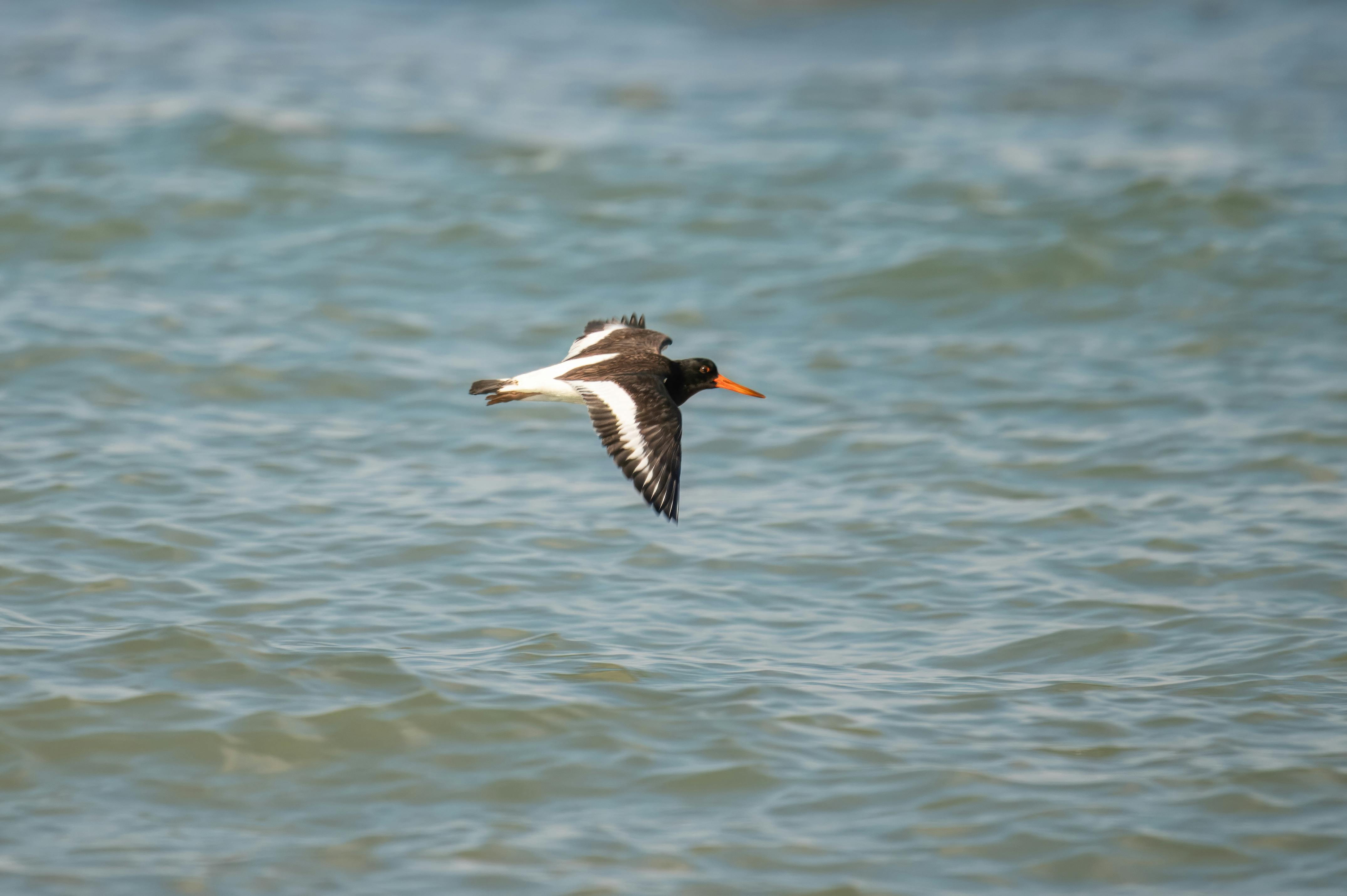 A small bird flying over the ocean · Free Stock Photo