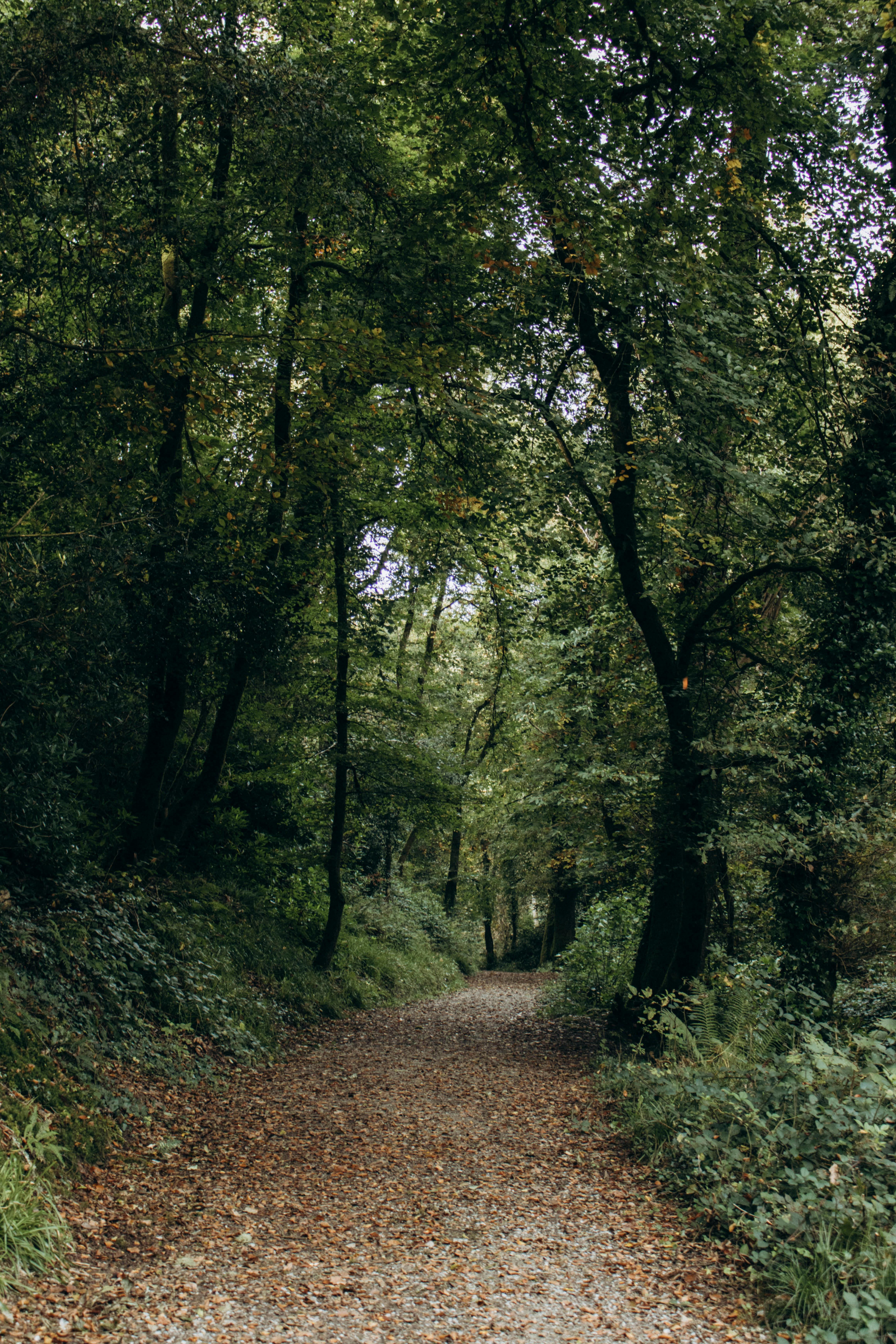 Scenic Forest Path in Houyet, Belgium · Free Stock Photo