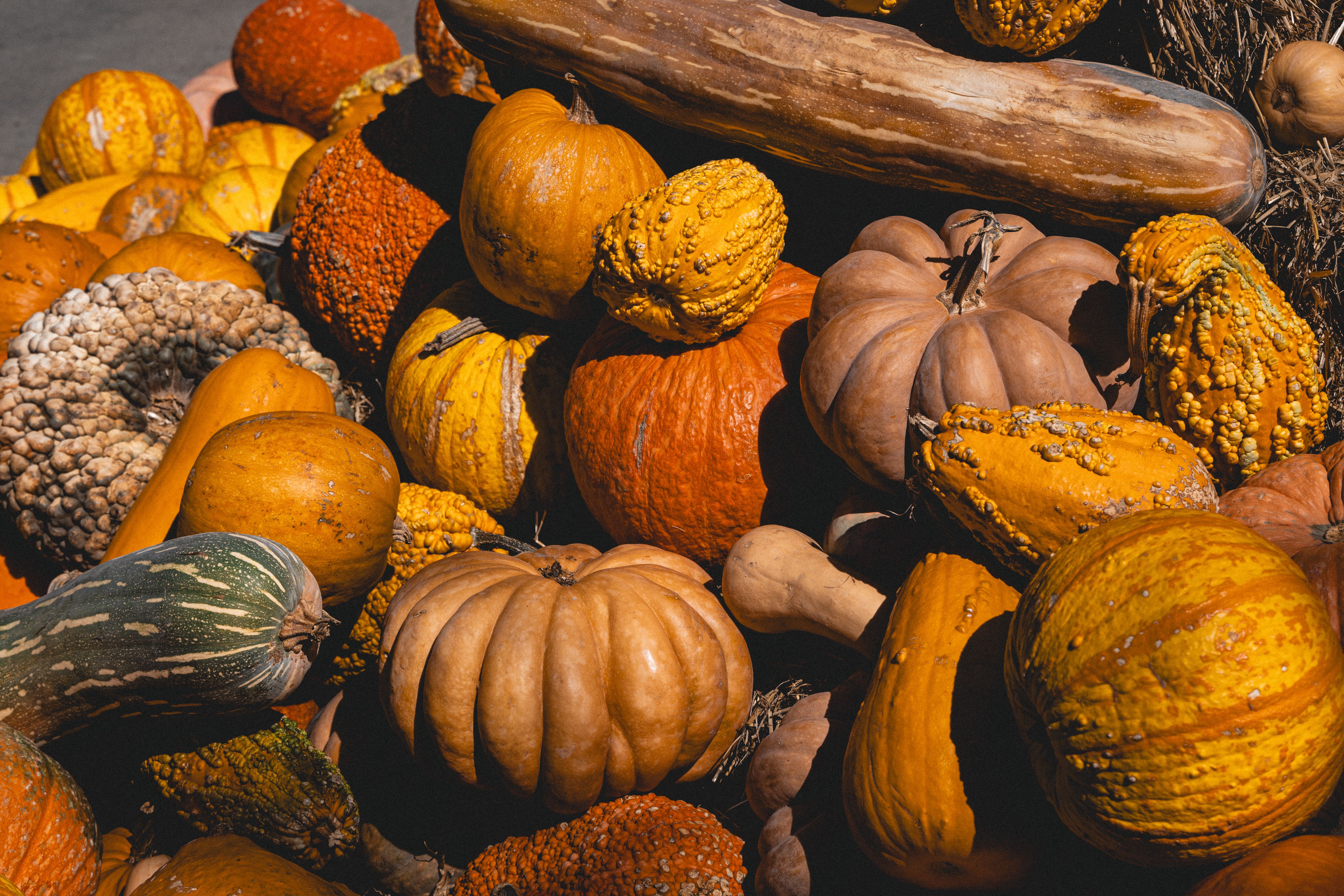 Close-up of Colorful Pumpkins · Free Stock Photo