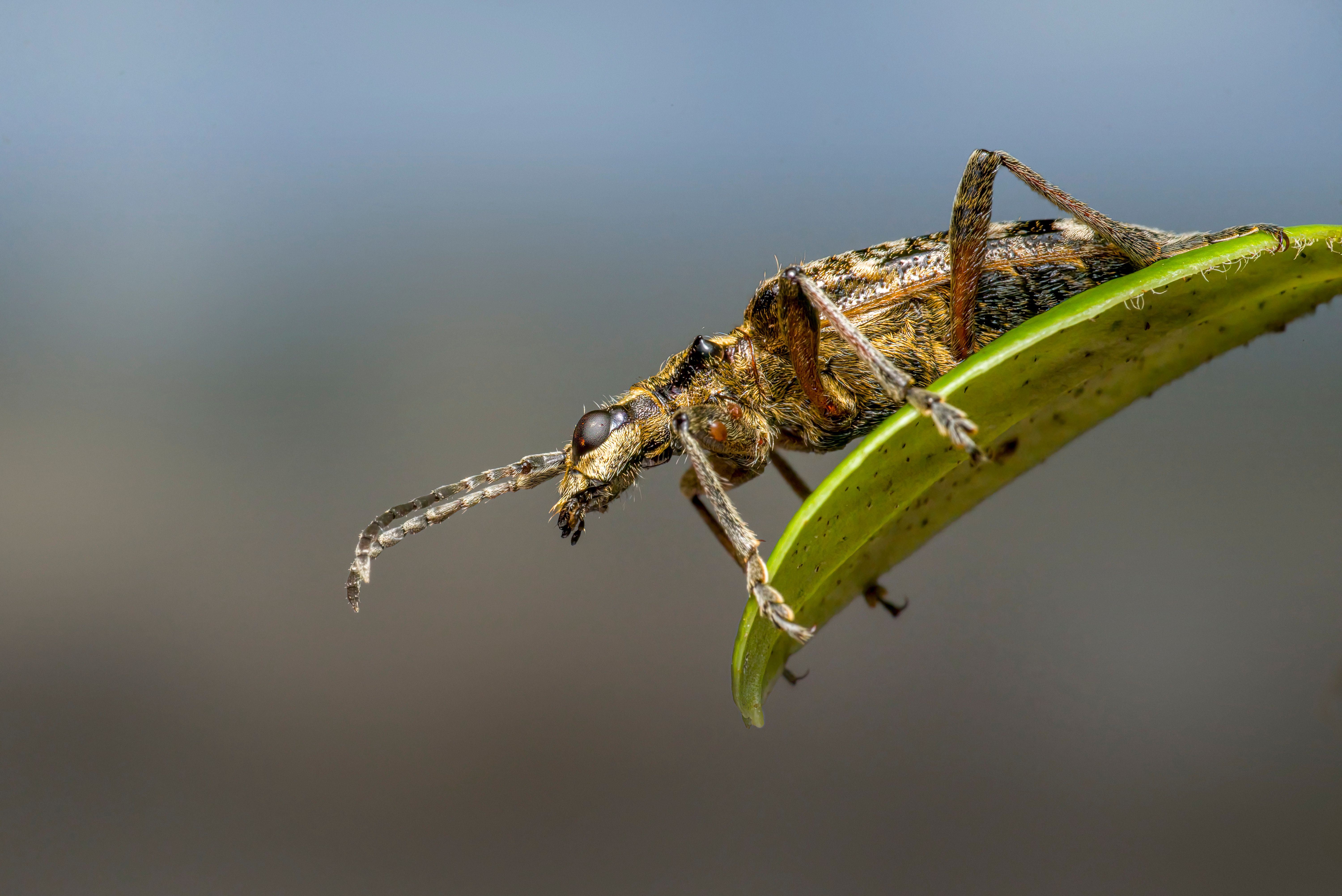 A bug is sitting on top of a leaf · Free Stock Photo