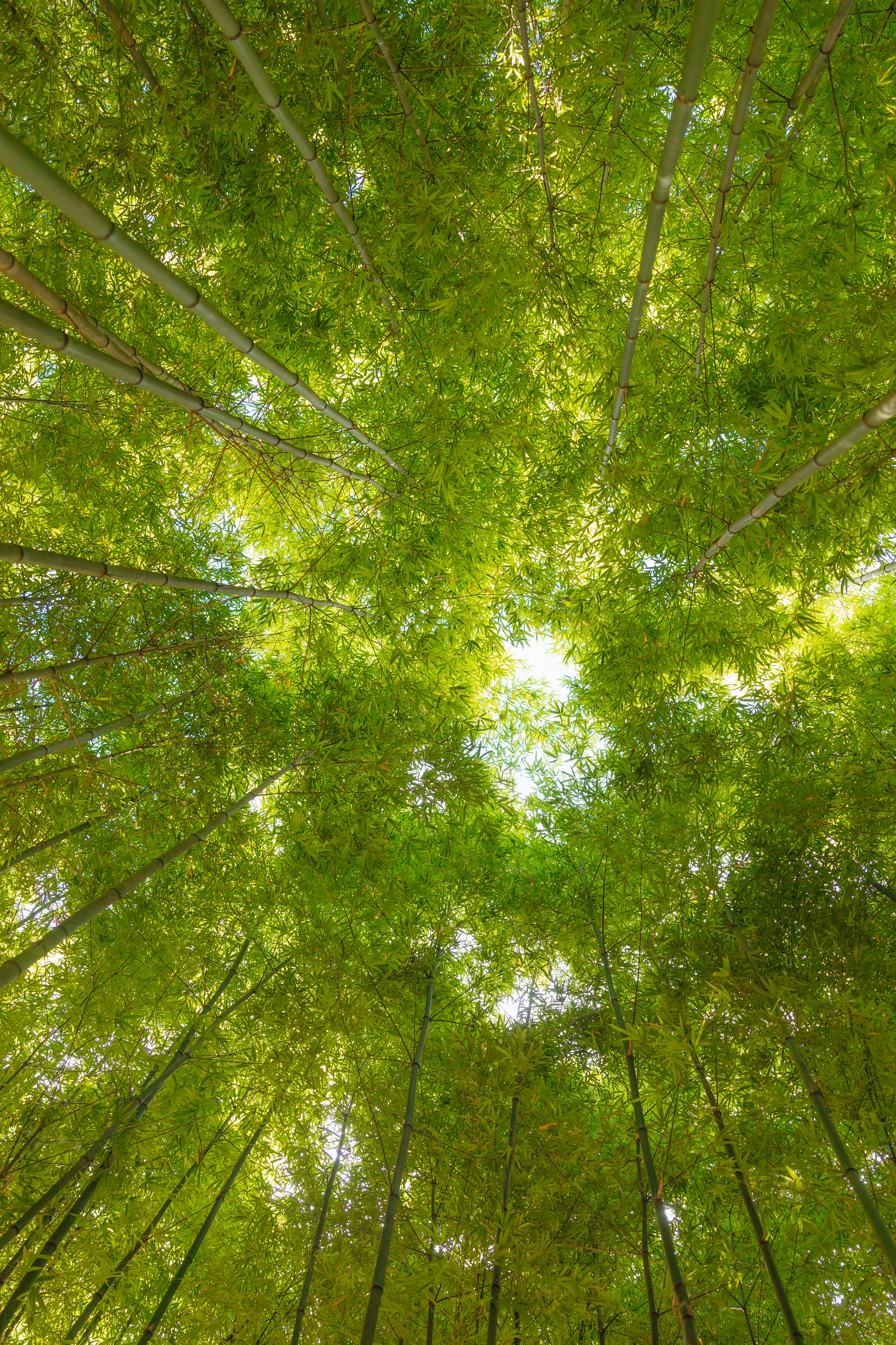 Green, Tall Trees in Forest · Free Stock Photo