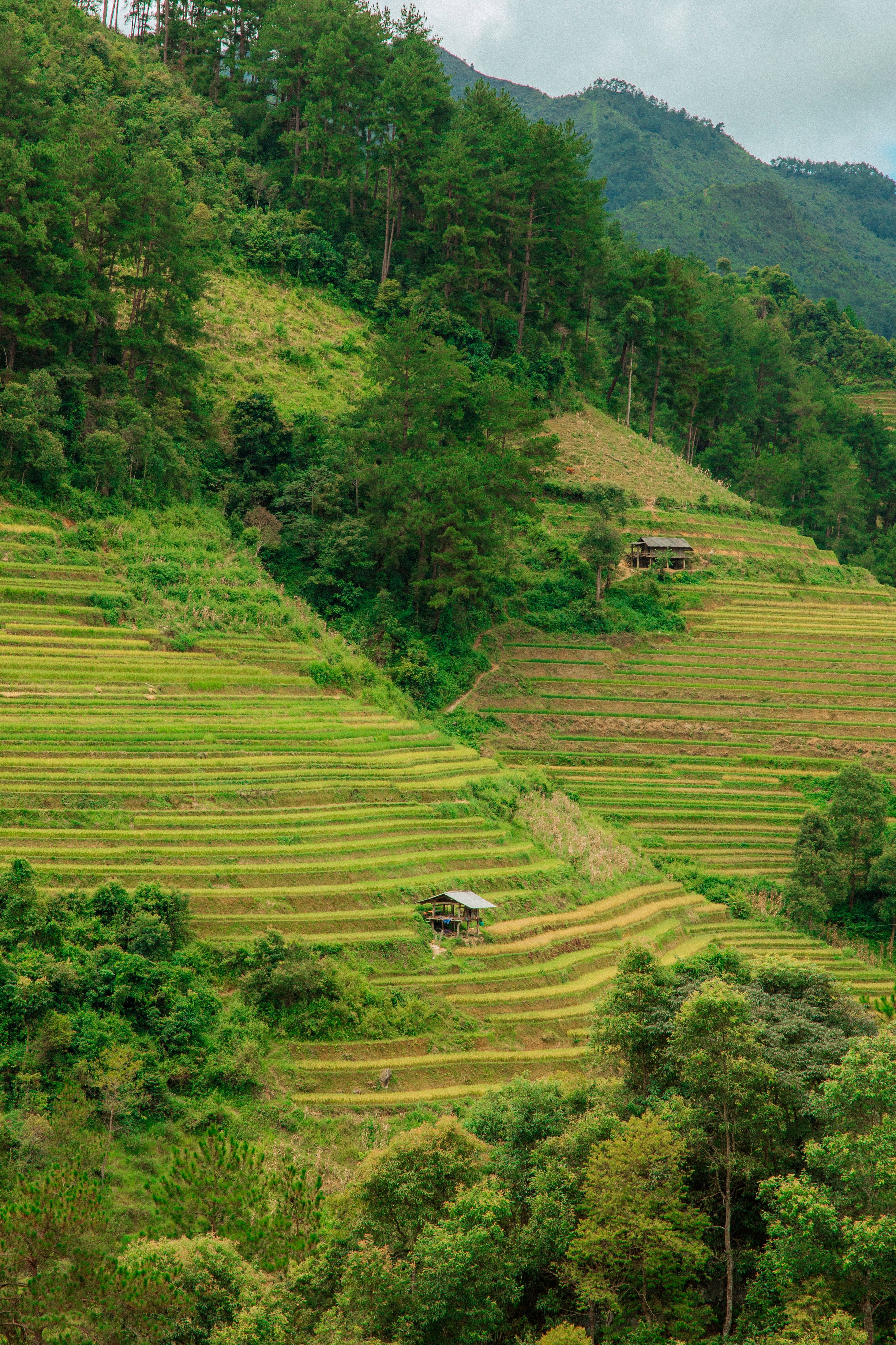 Landscape with Rice Fields · Free Stock Photo