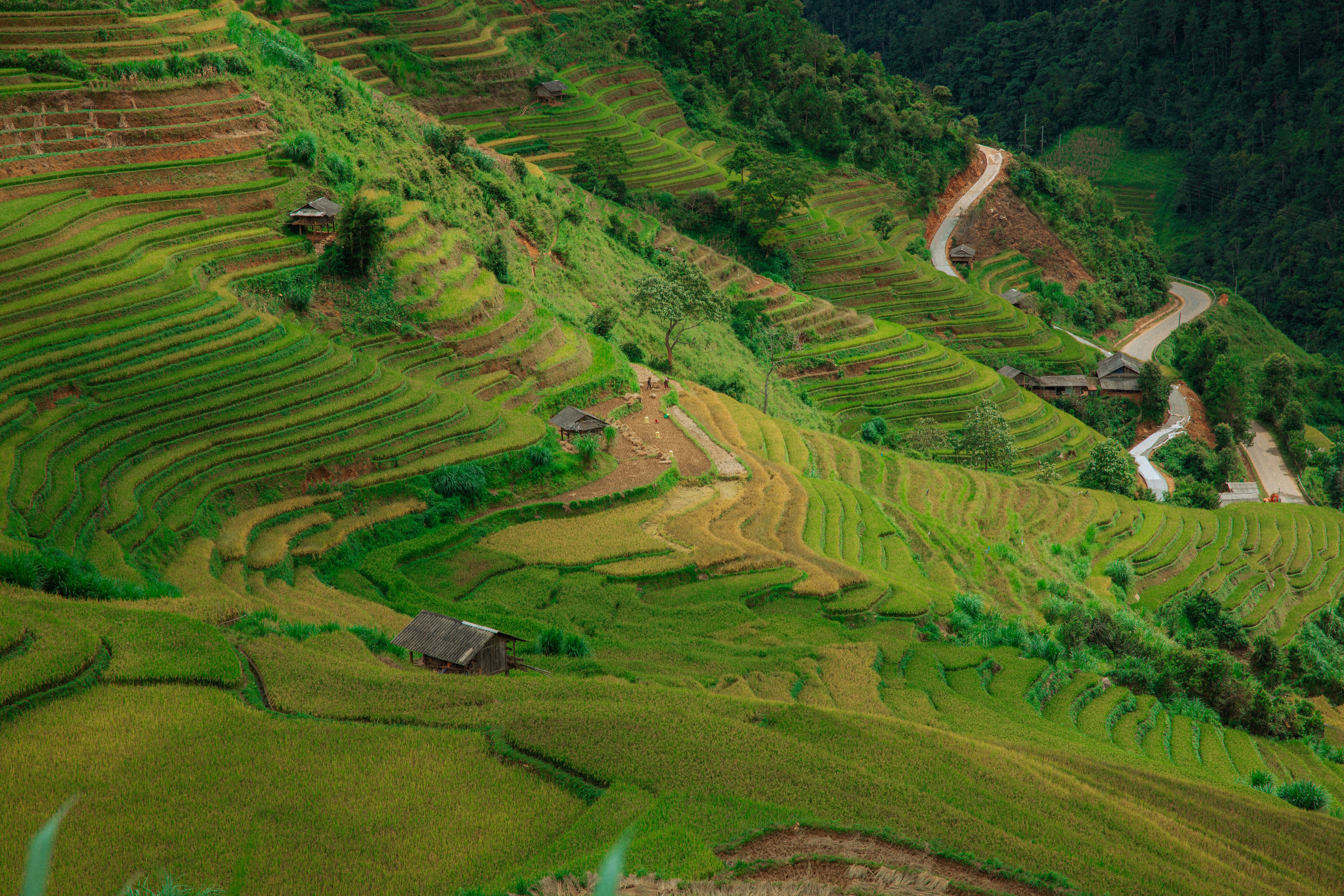 Foto de stock gratuita sobre agrario, agricultura, agricultura de ...