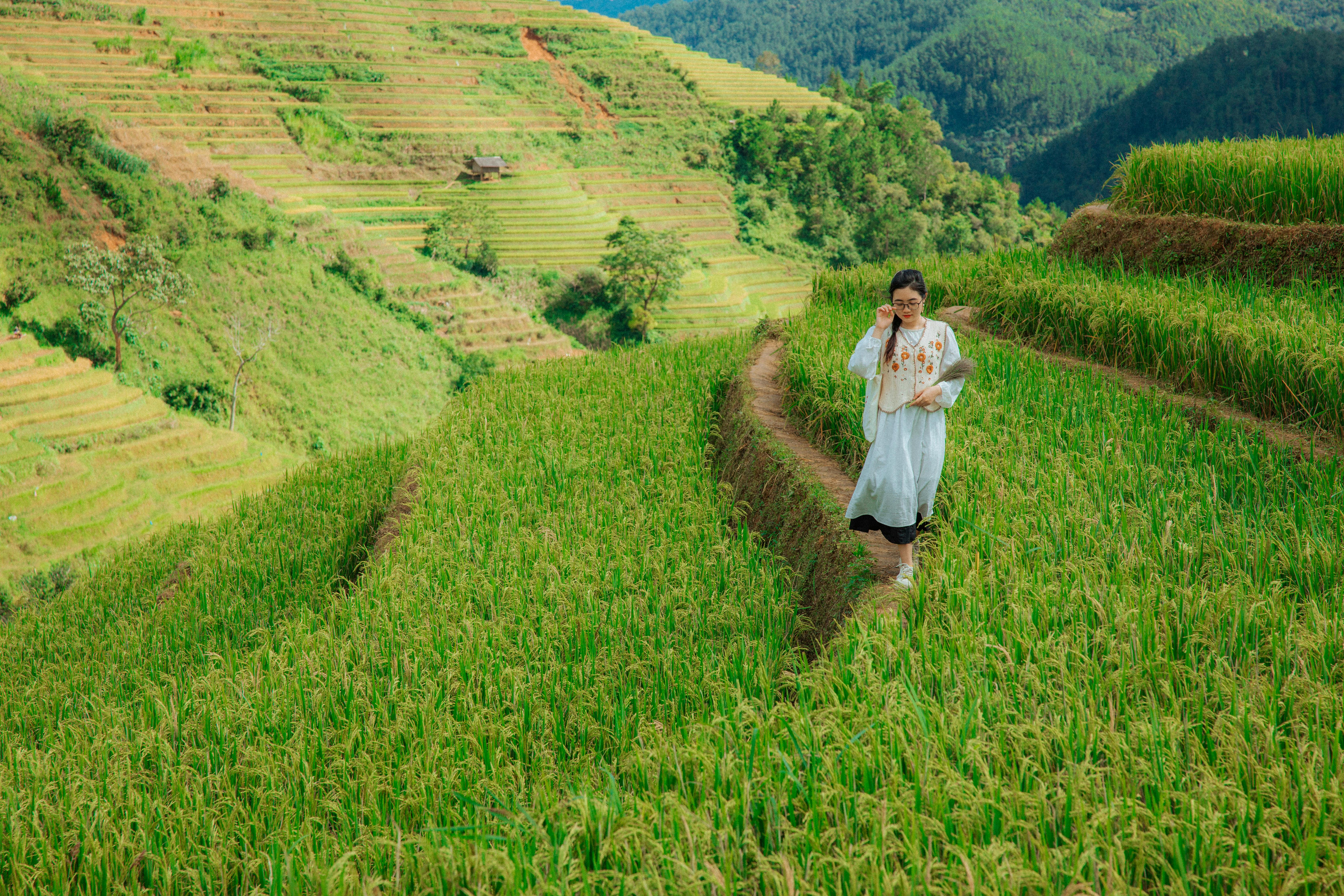 Young Woman Walking Along a Rice Field · Free Stock Photo