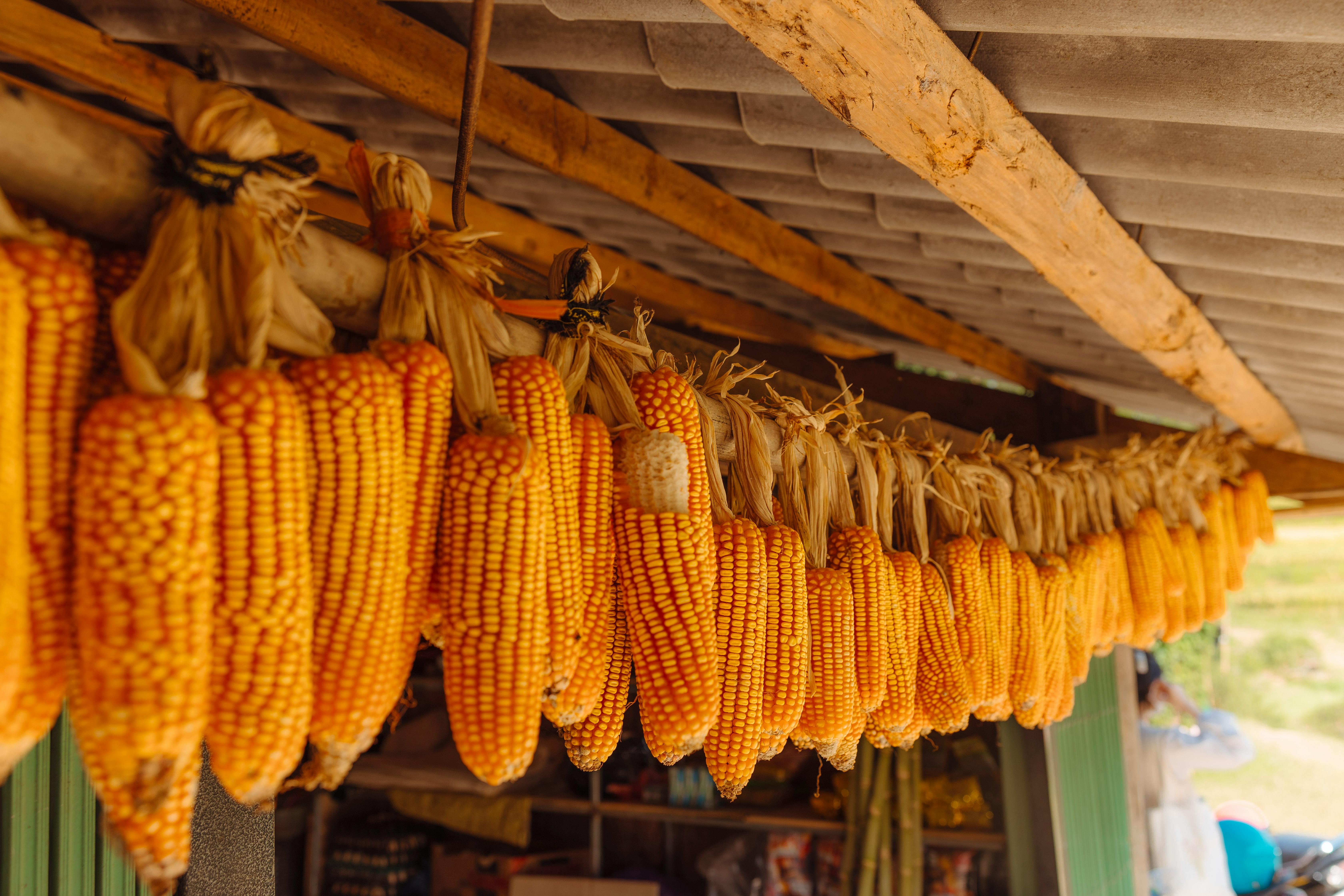 Close up of Drying Corn · Free Stock Photo