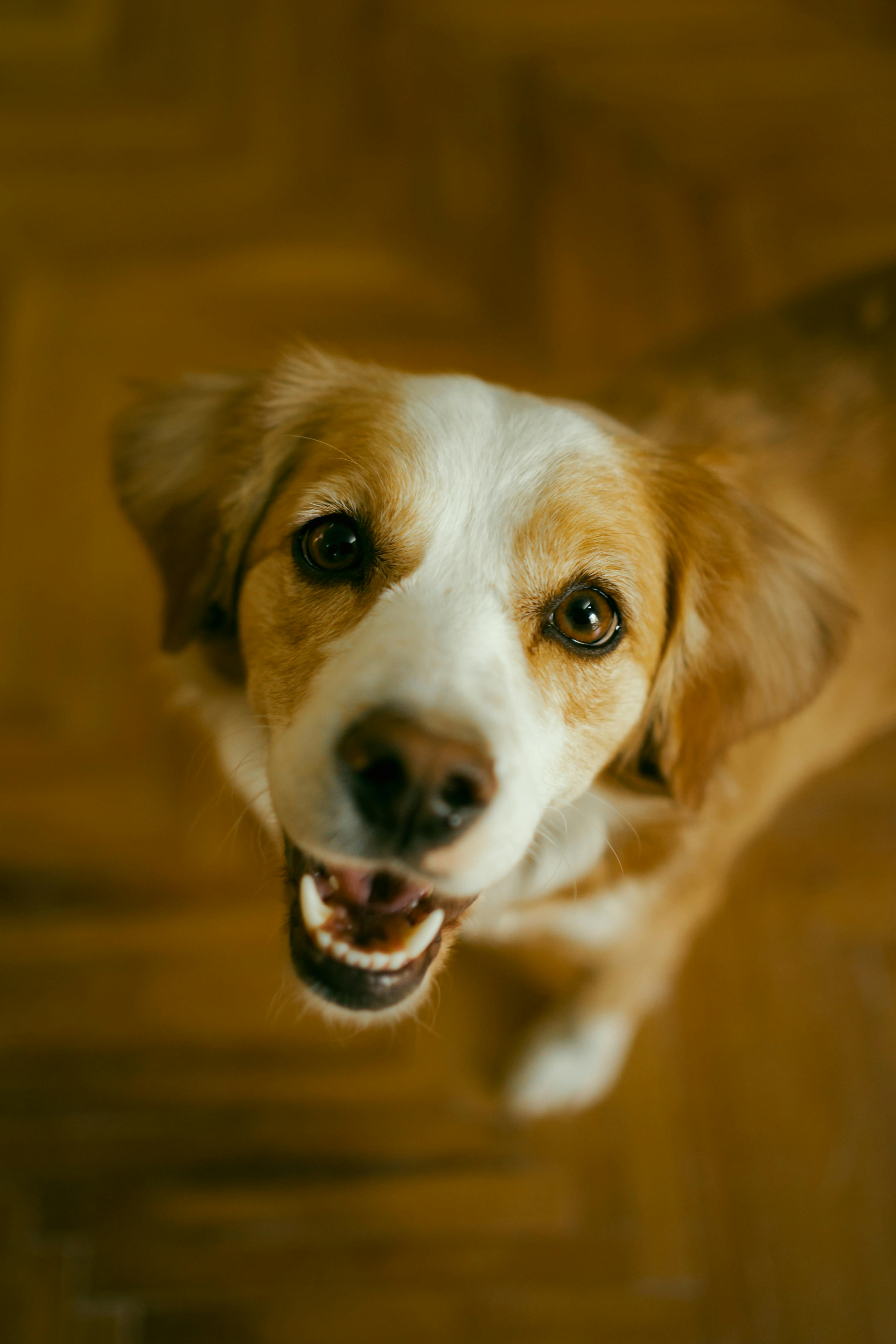 Close up of Dog Head · Free Stock Photo