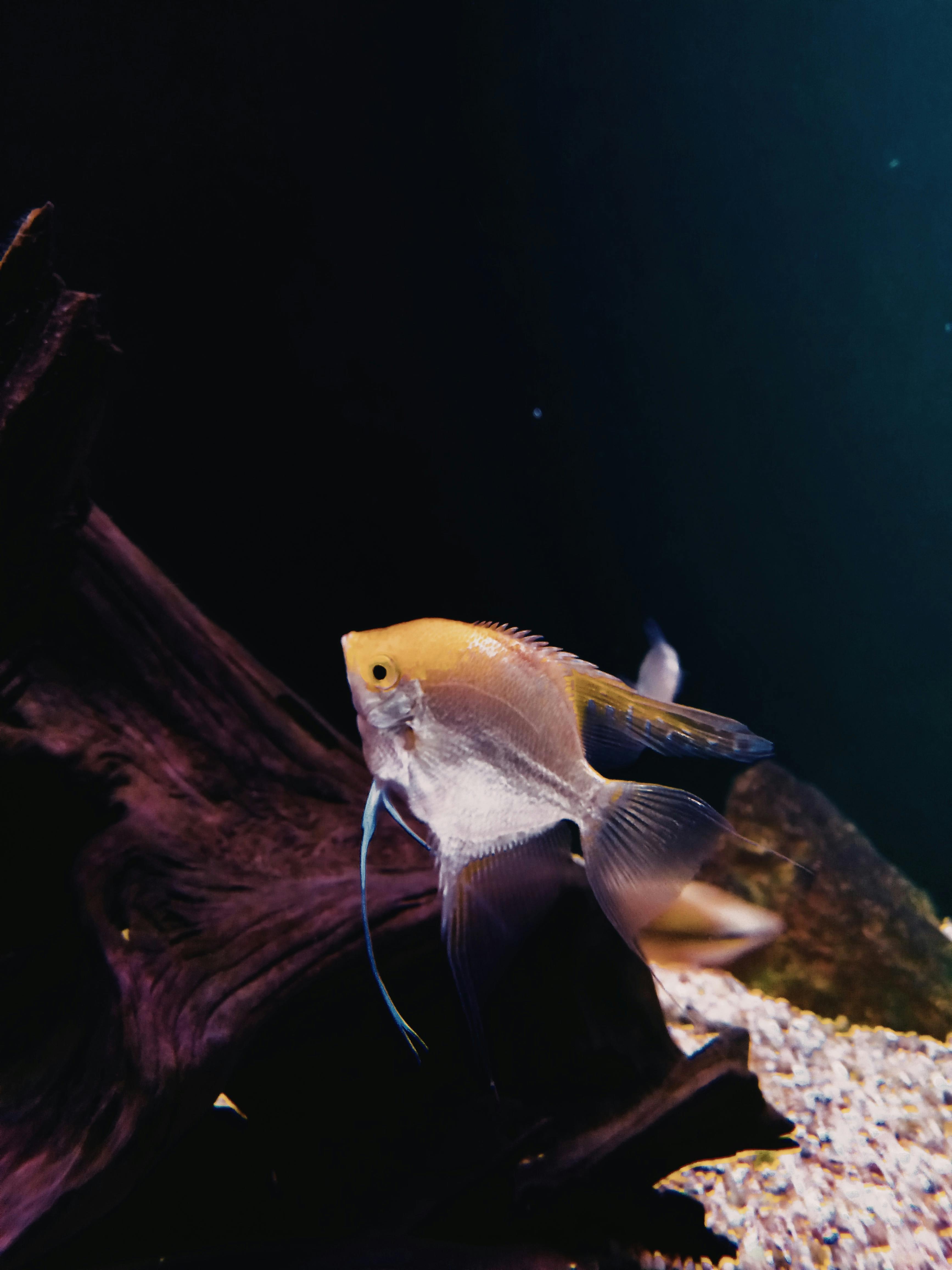 Angelfish Photos, Download The BEST Free Angelfish Stock Photos & HD Images