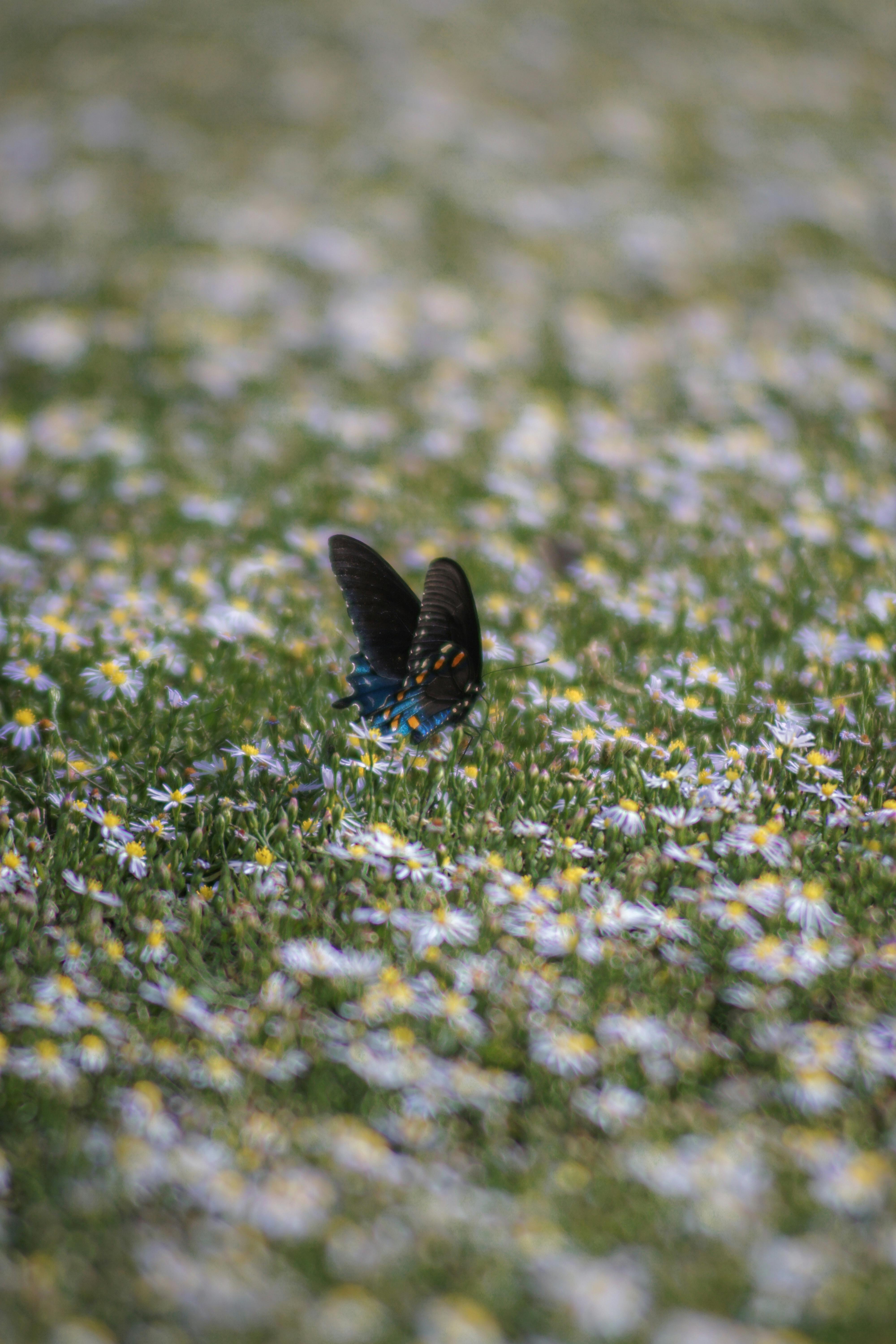 Close-up of a Flying California Pipevine Swallowtail Butterfly · Free ...