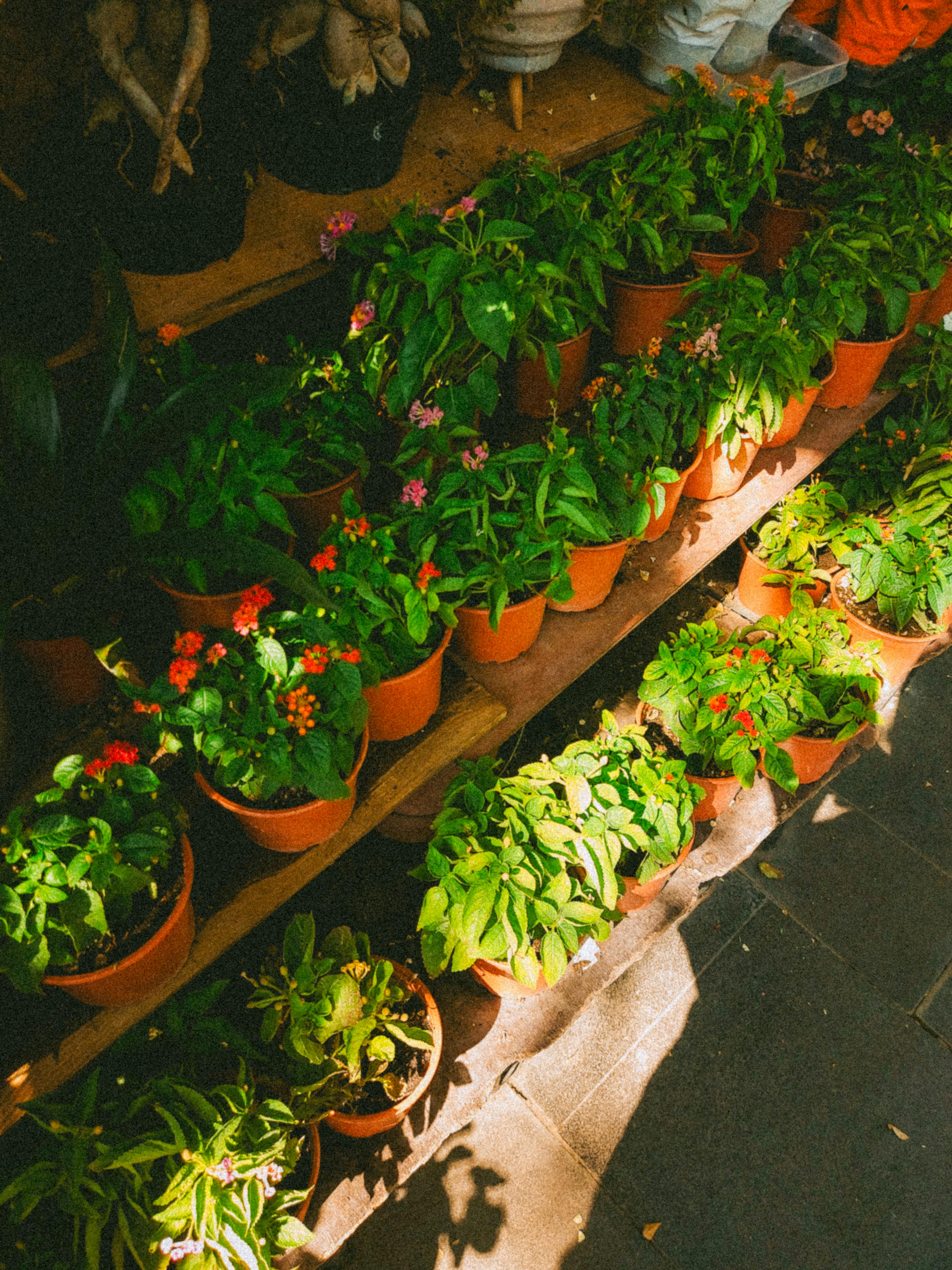 Small, Green Plants in Flowerpots · Free Stock Photo