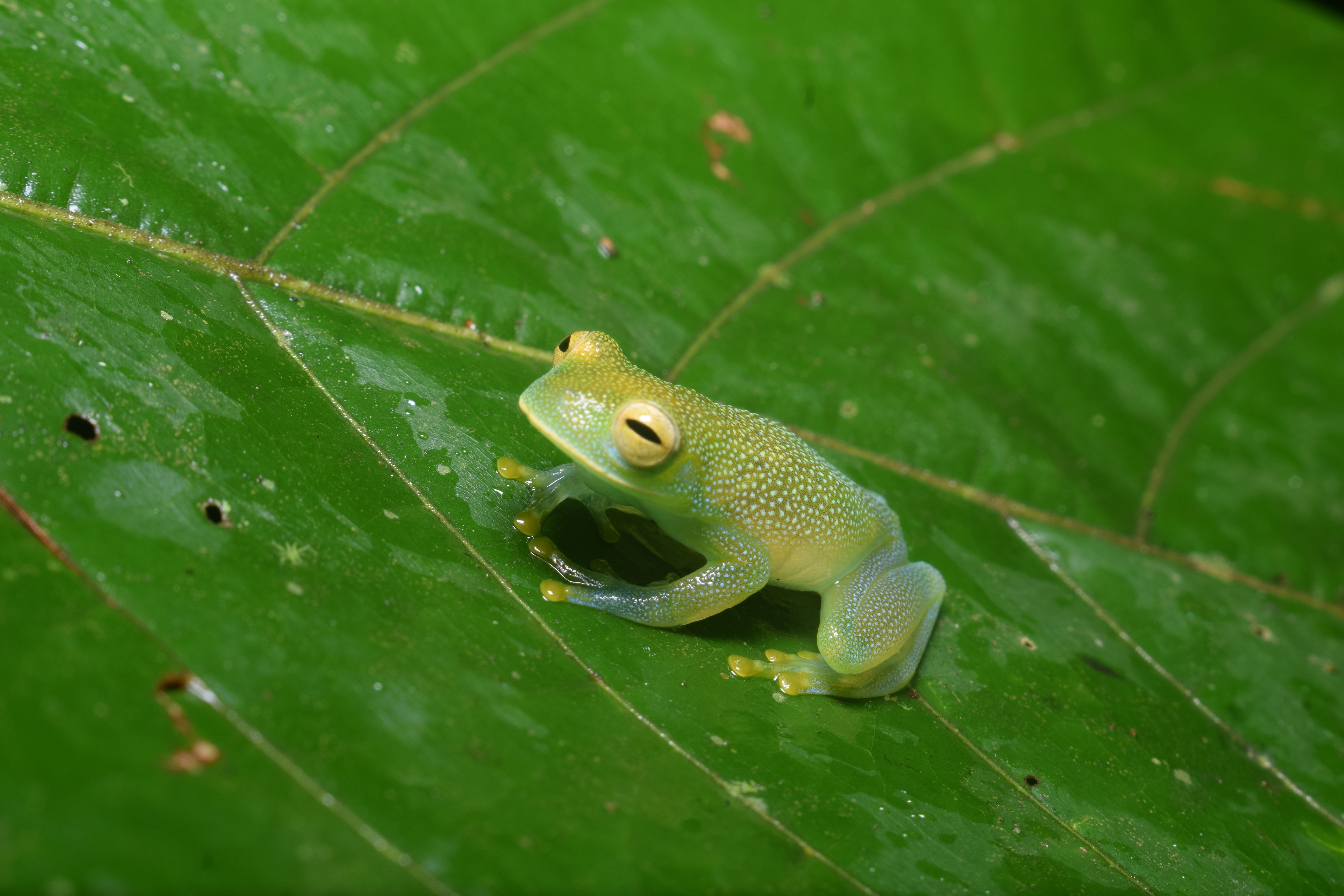 Close-up of a Tree Frog Sitting on a Leaf · Free Stock Photo