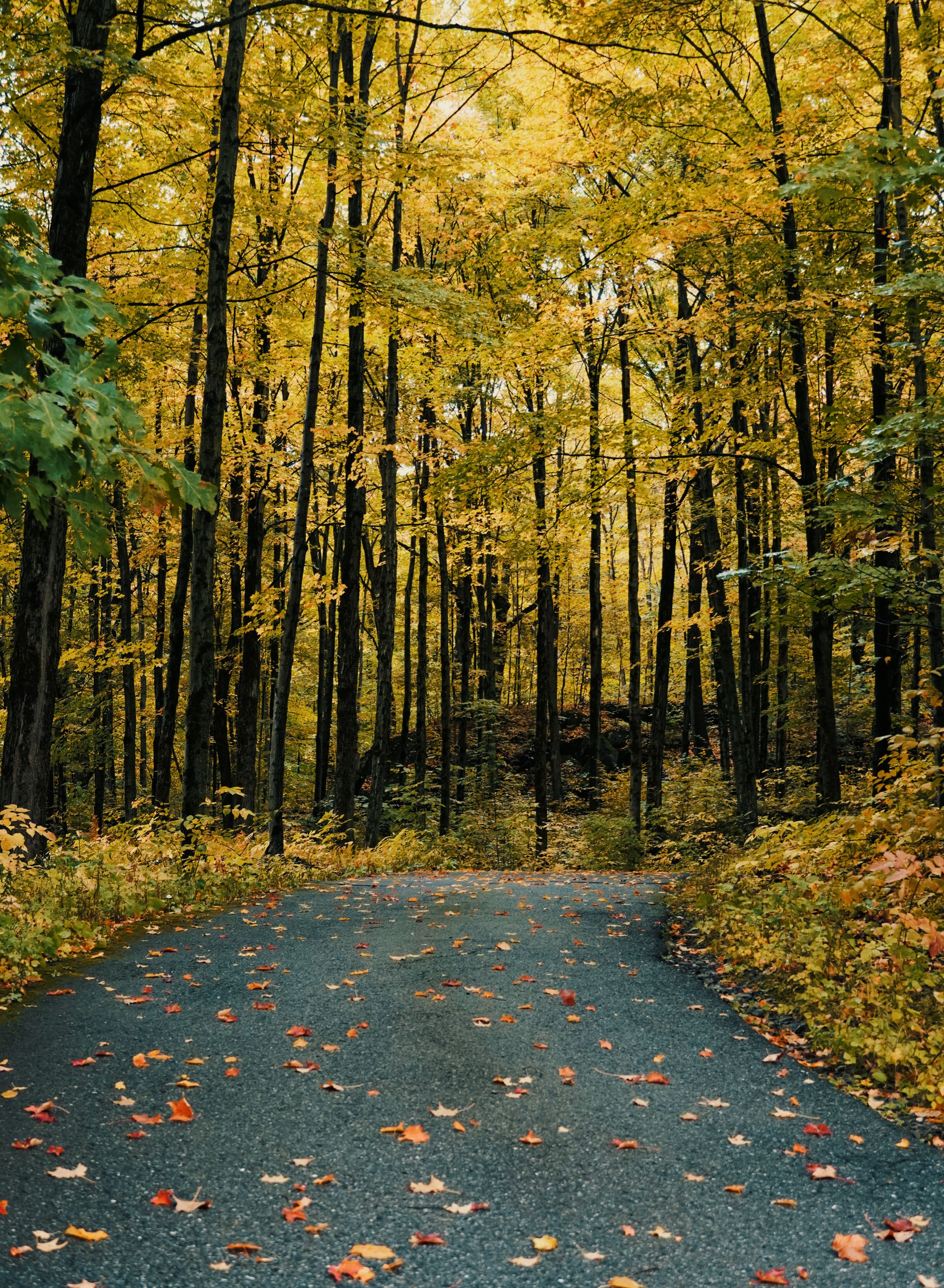 Landscape With Trees Photos, Download The BEST Free Landscape With ...