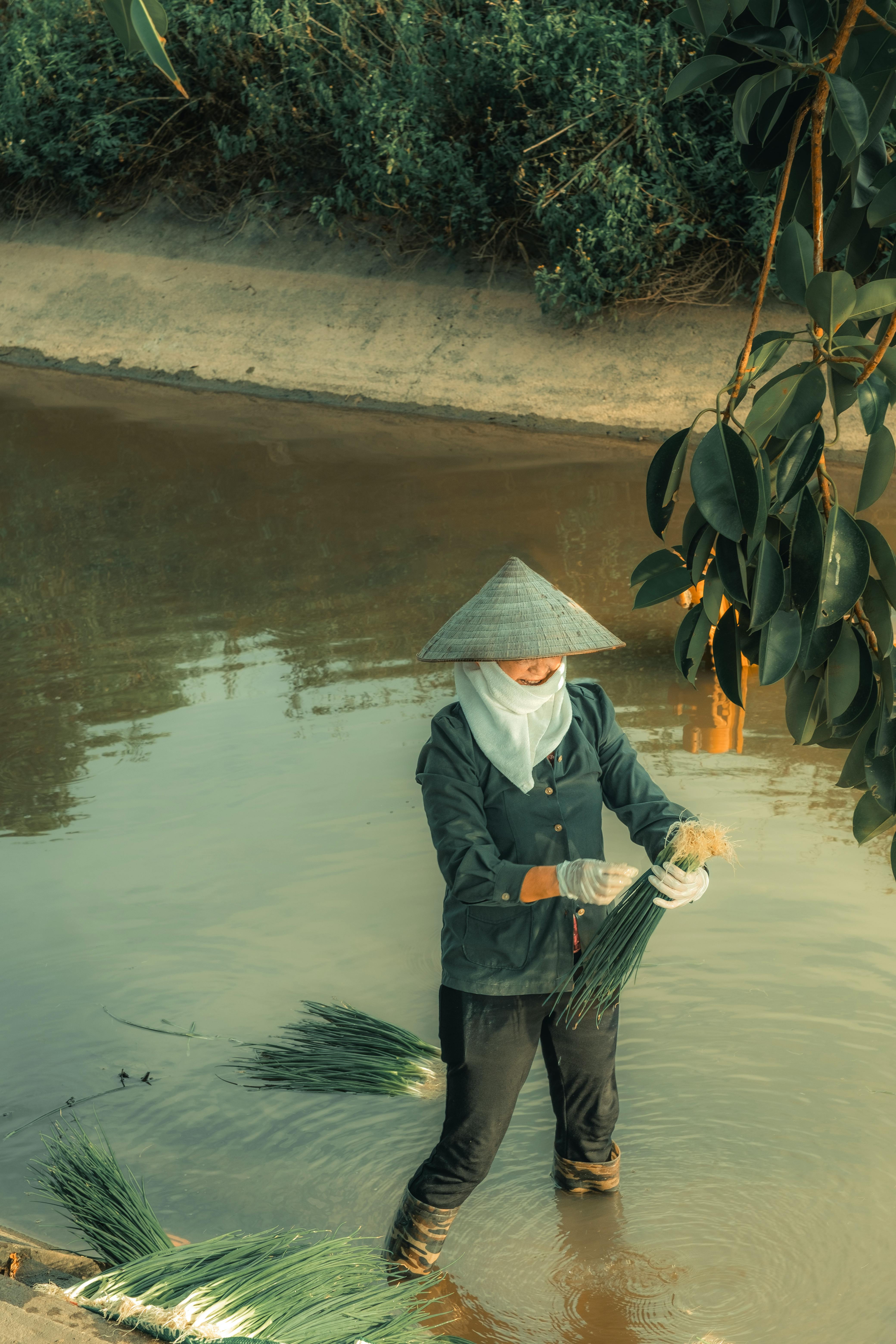 Vietnamese Farmer Planting Rice · Free Stock Photo