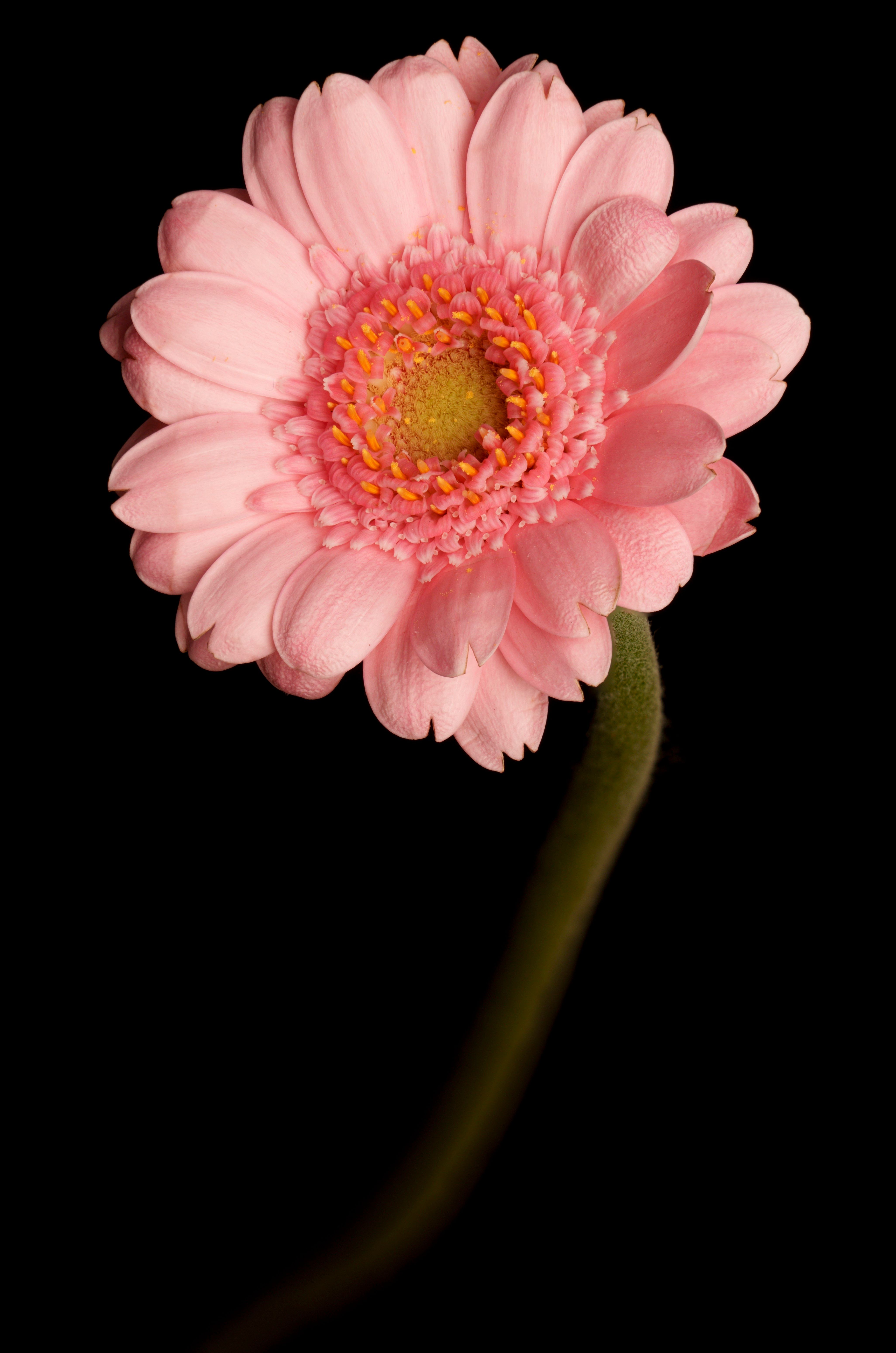Blooming Single Gerbera · Free Stock Photo