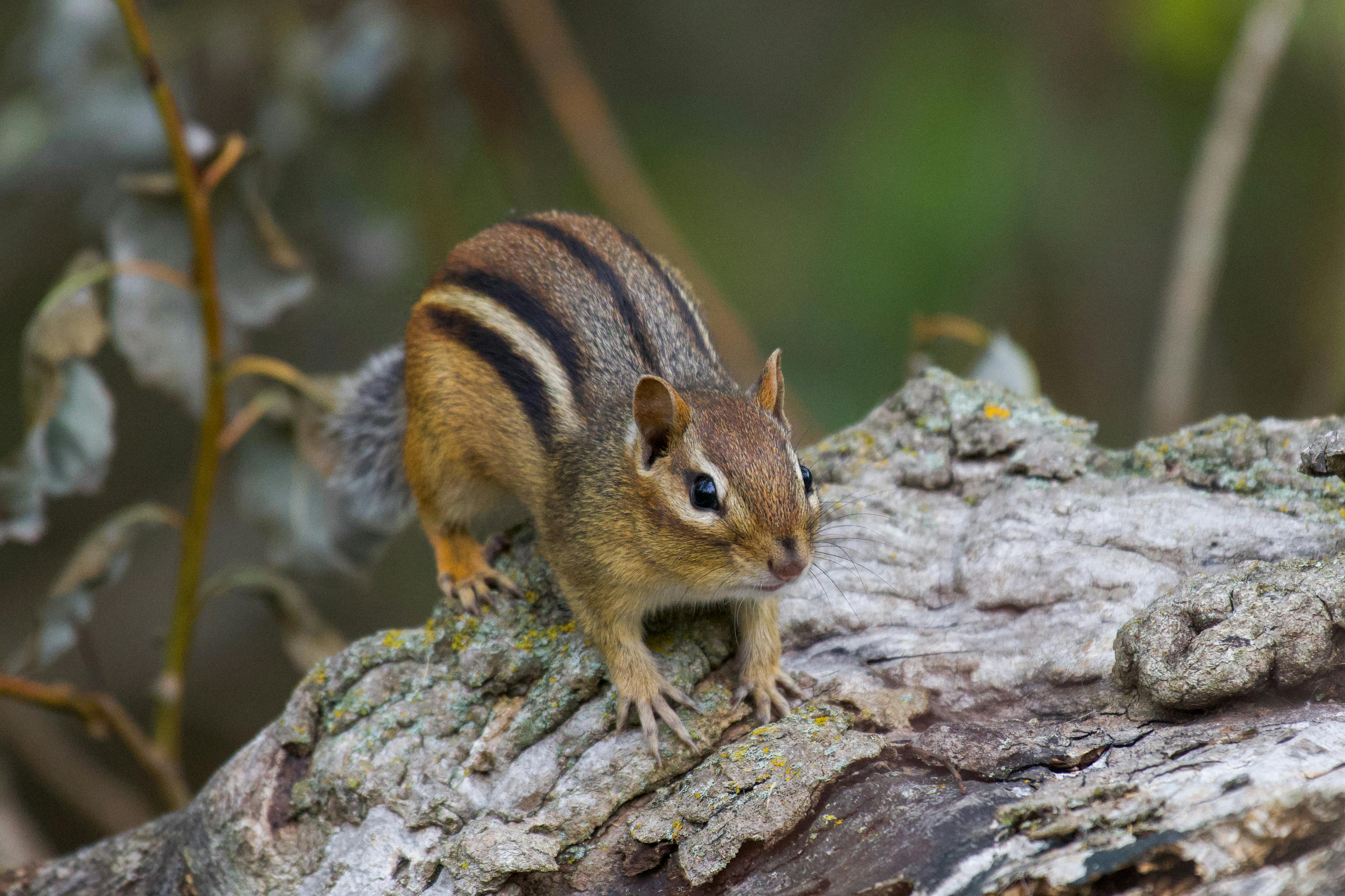 Close up of Chipmunk · Free Stock Photo
