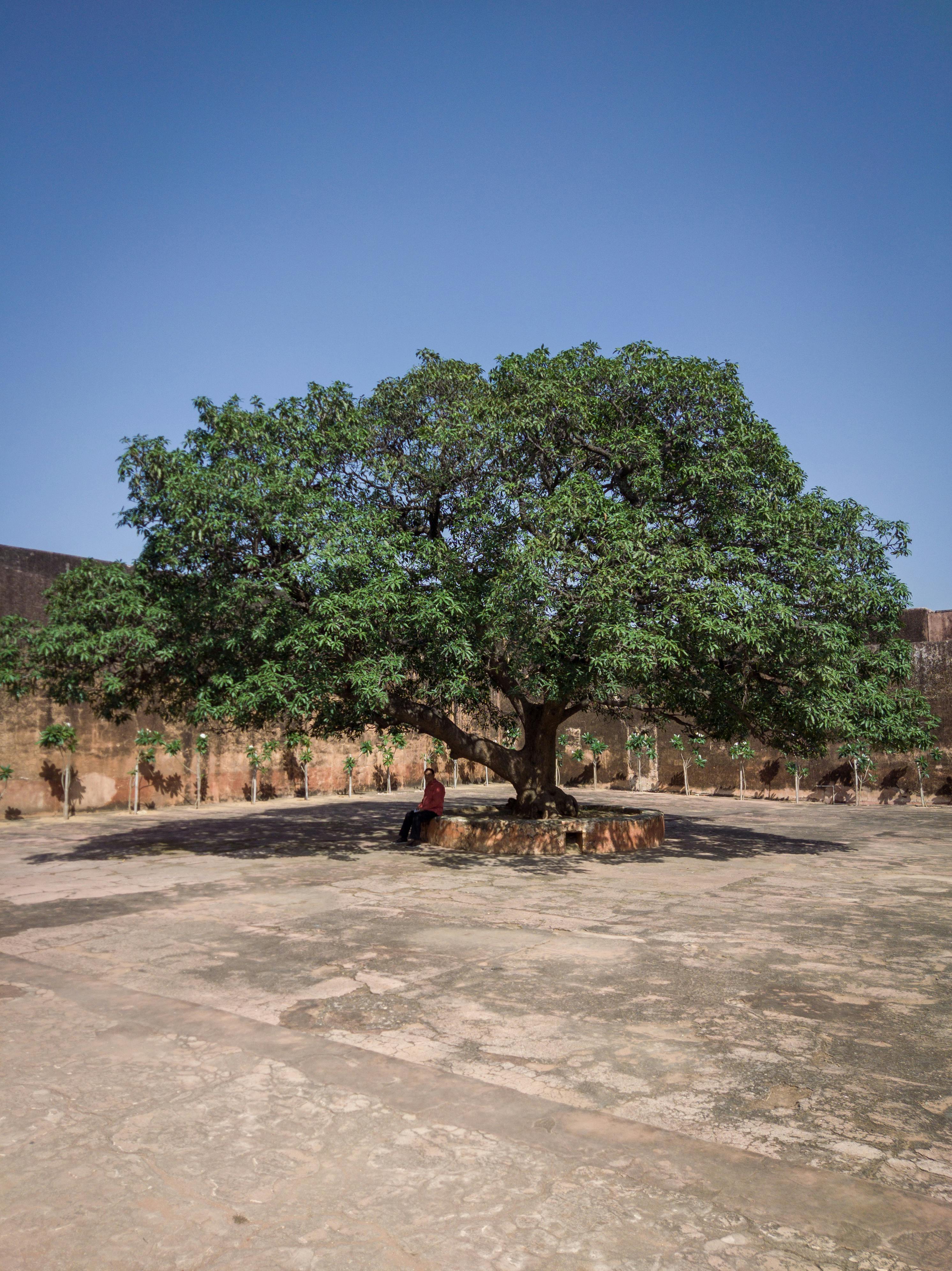 Tree And Man Photos, Download The BEST Free Tree And Man Stock Photos ...