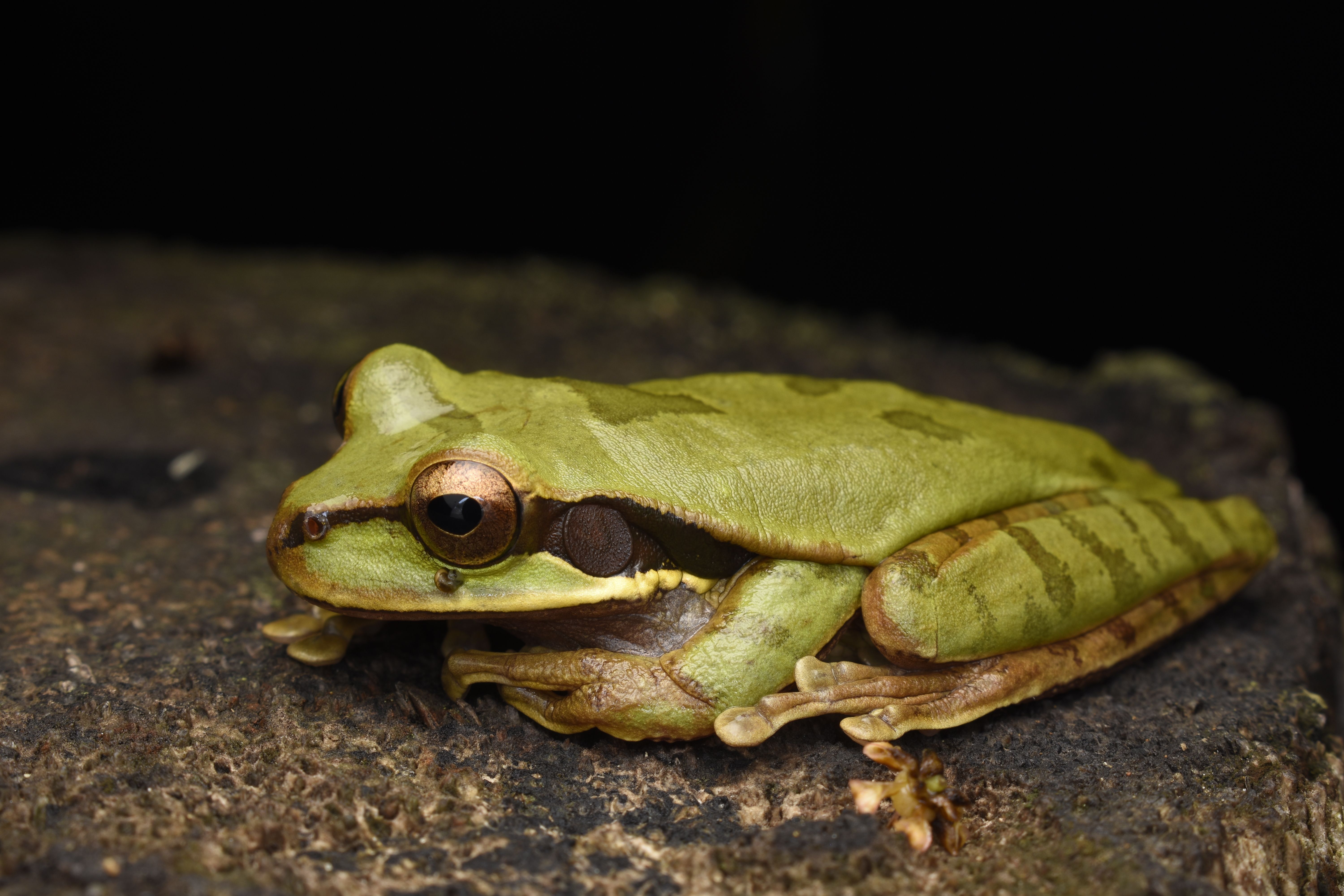Green Frog in Nature · Free Stock Photo