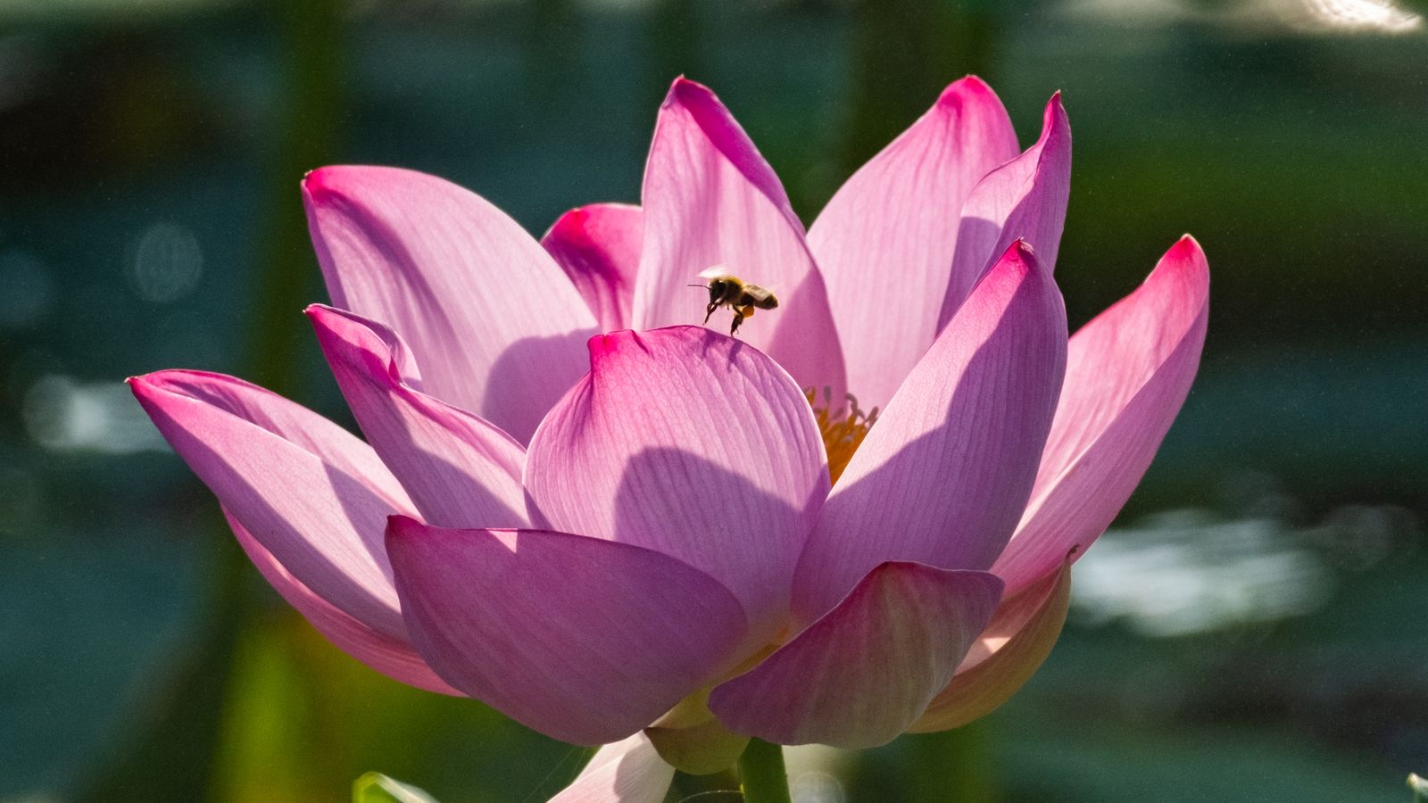Lily Bee Photos, Download The BEST Free Lily Bee Stock Photos & HD Images