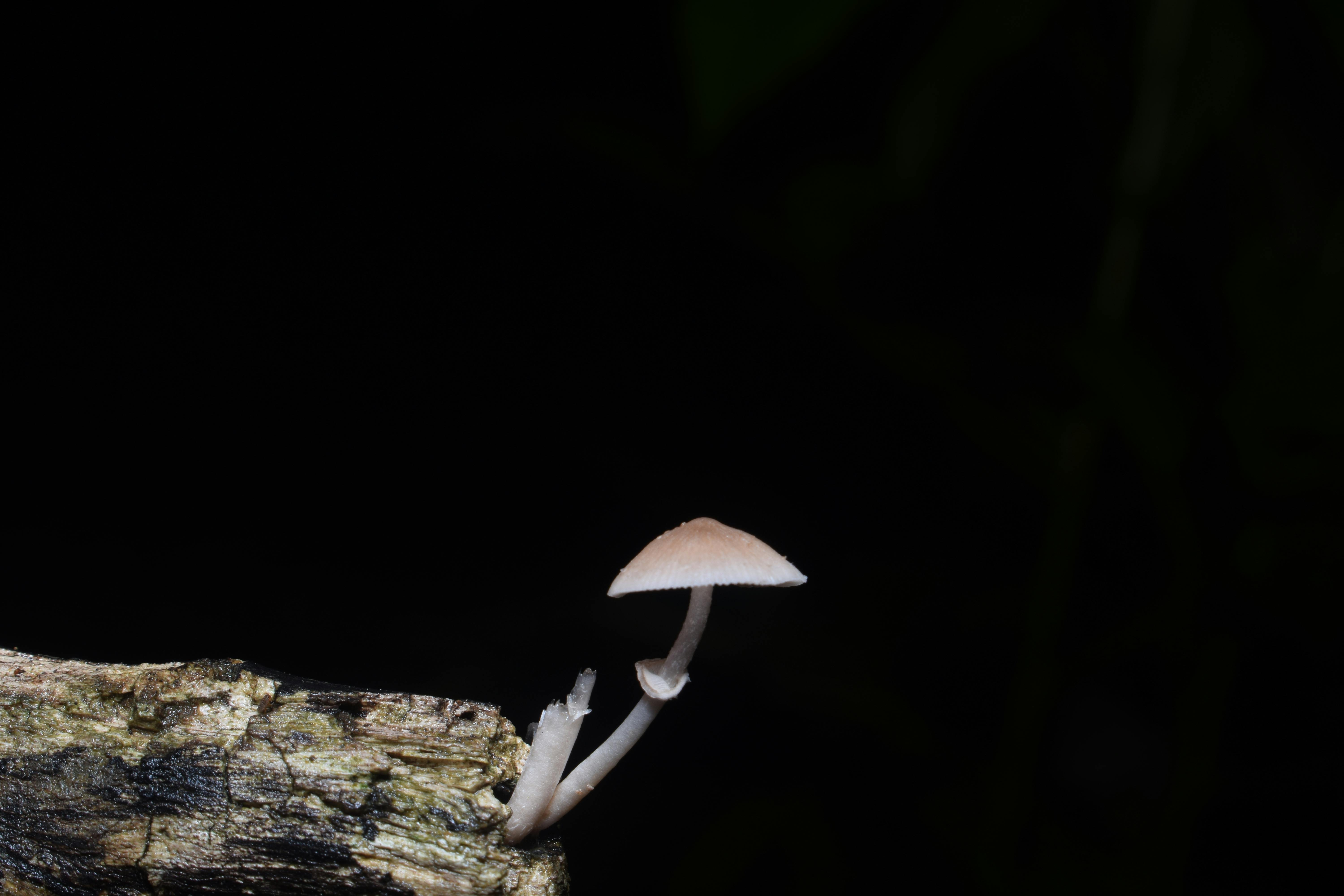 Close-up of a Mushroom · Free Stock Photo