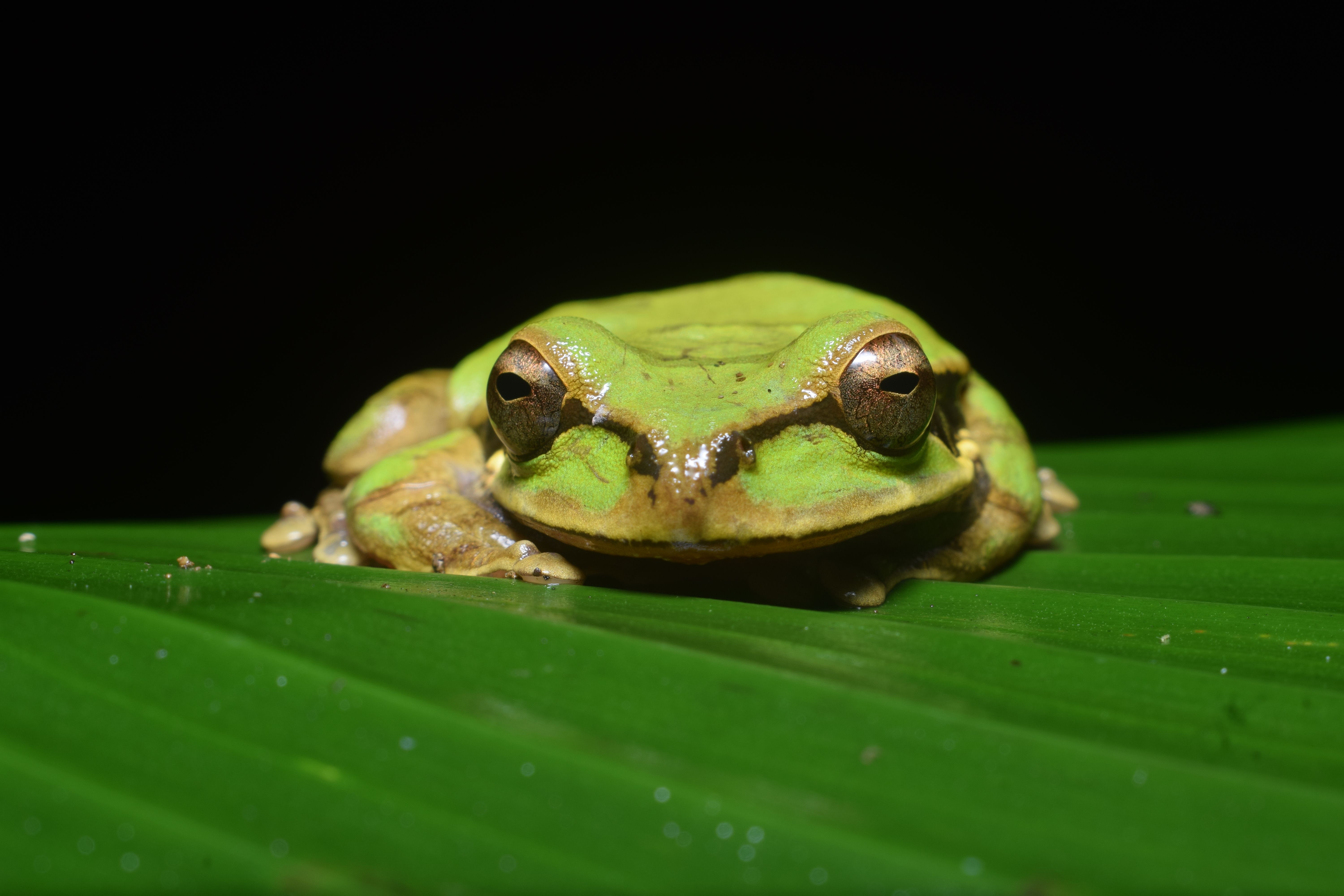 Close up of Gliding Tree Frogs · Free Stock Photo