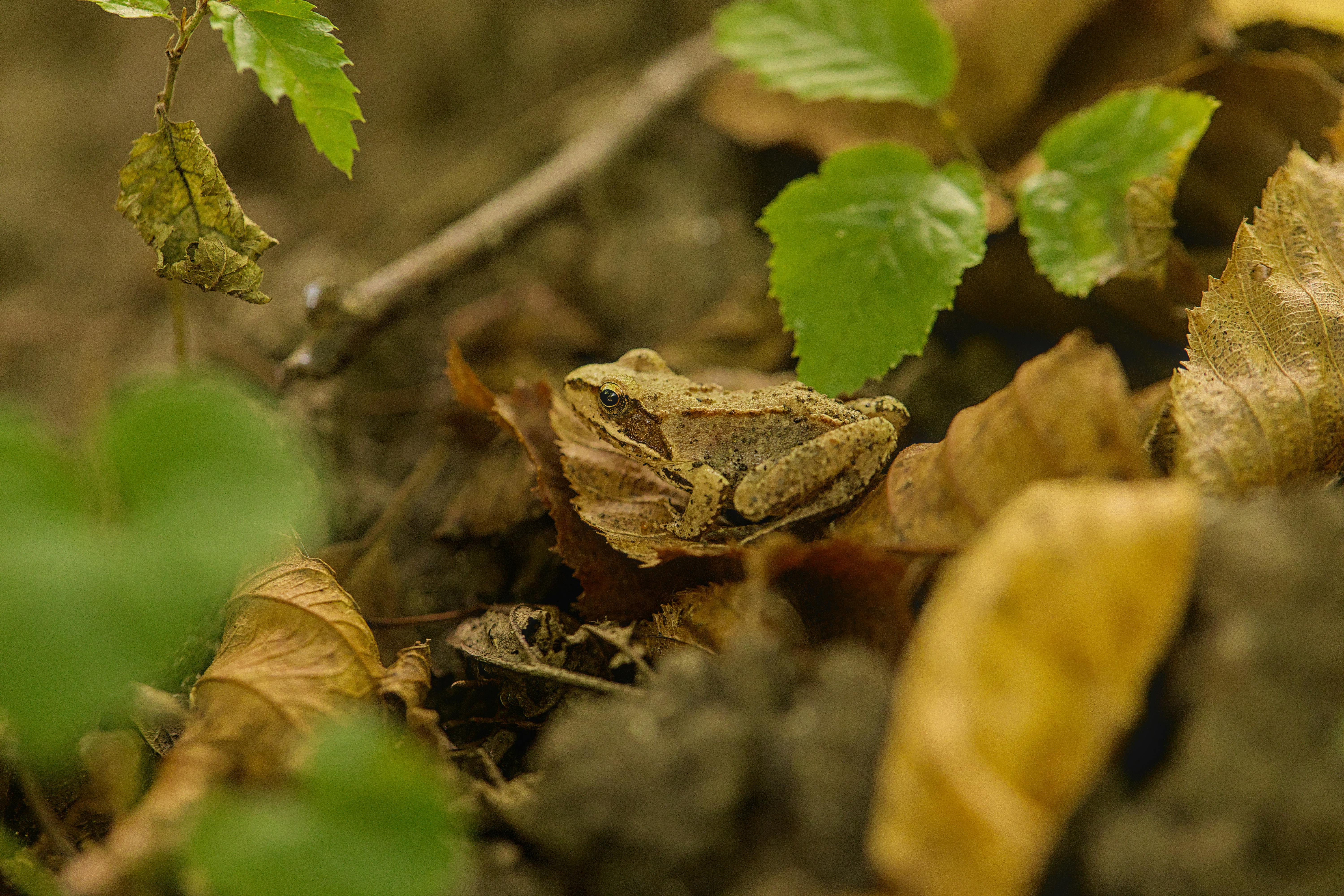 Frog among Leaves · Free Stock Photo
