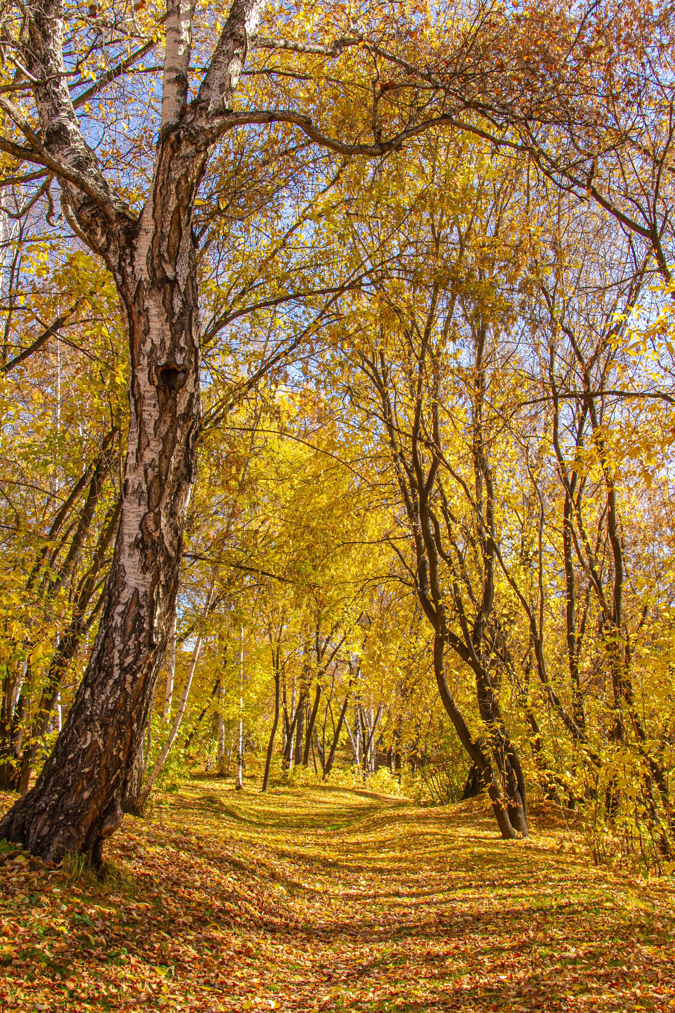 Photograph of Dry Autumn Leaves on the Ground · Free Stock Photo