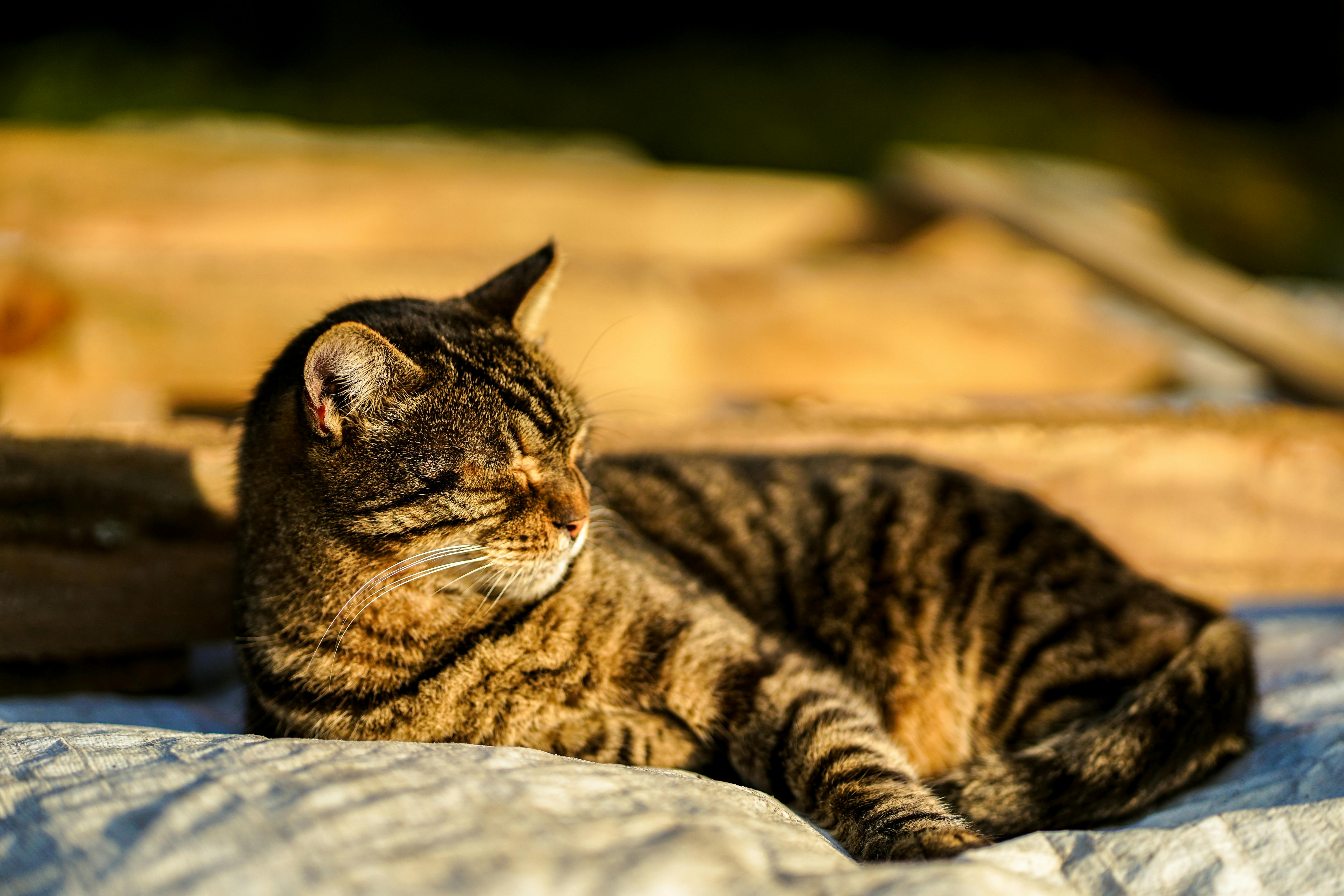 Sunning Yourself Photos, Download The BEST Free Sunning Yourself Stock ...