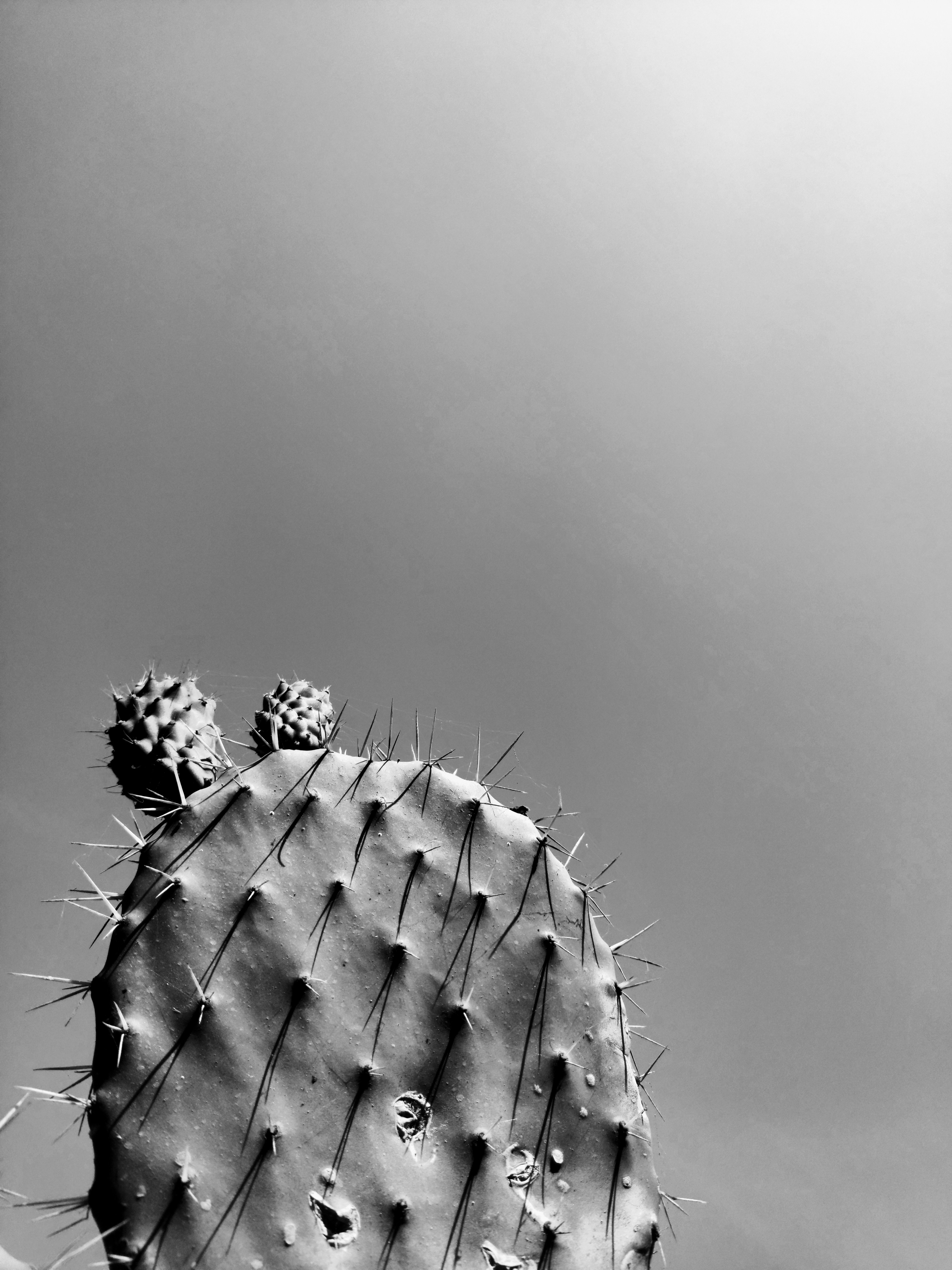 Cactus in Black and White · Free Stock Photo