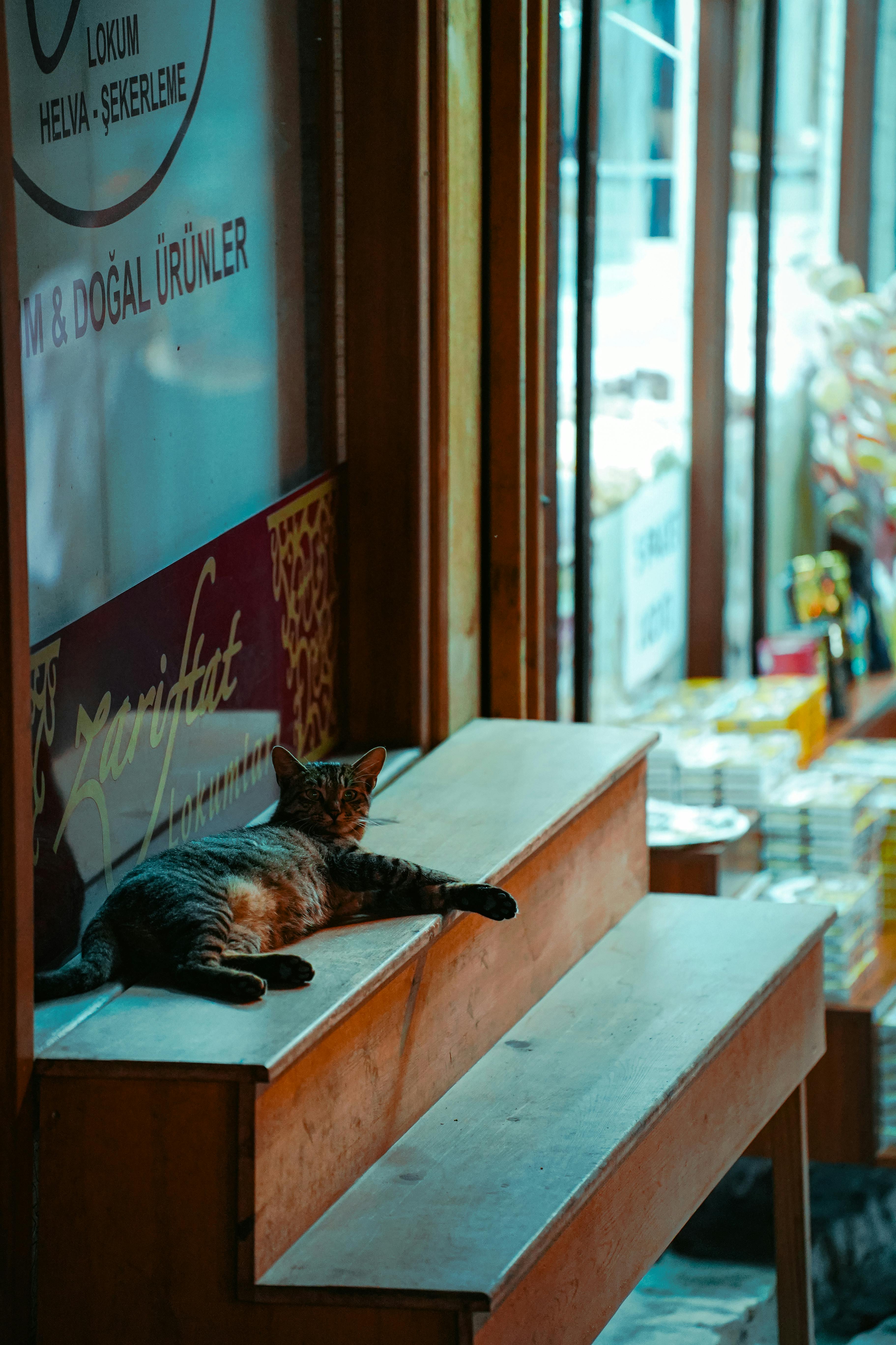 Animated Store Photos, Download The BEST Free Animated Store Stock ...