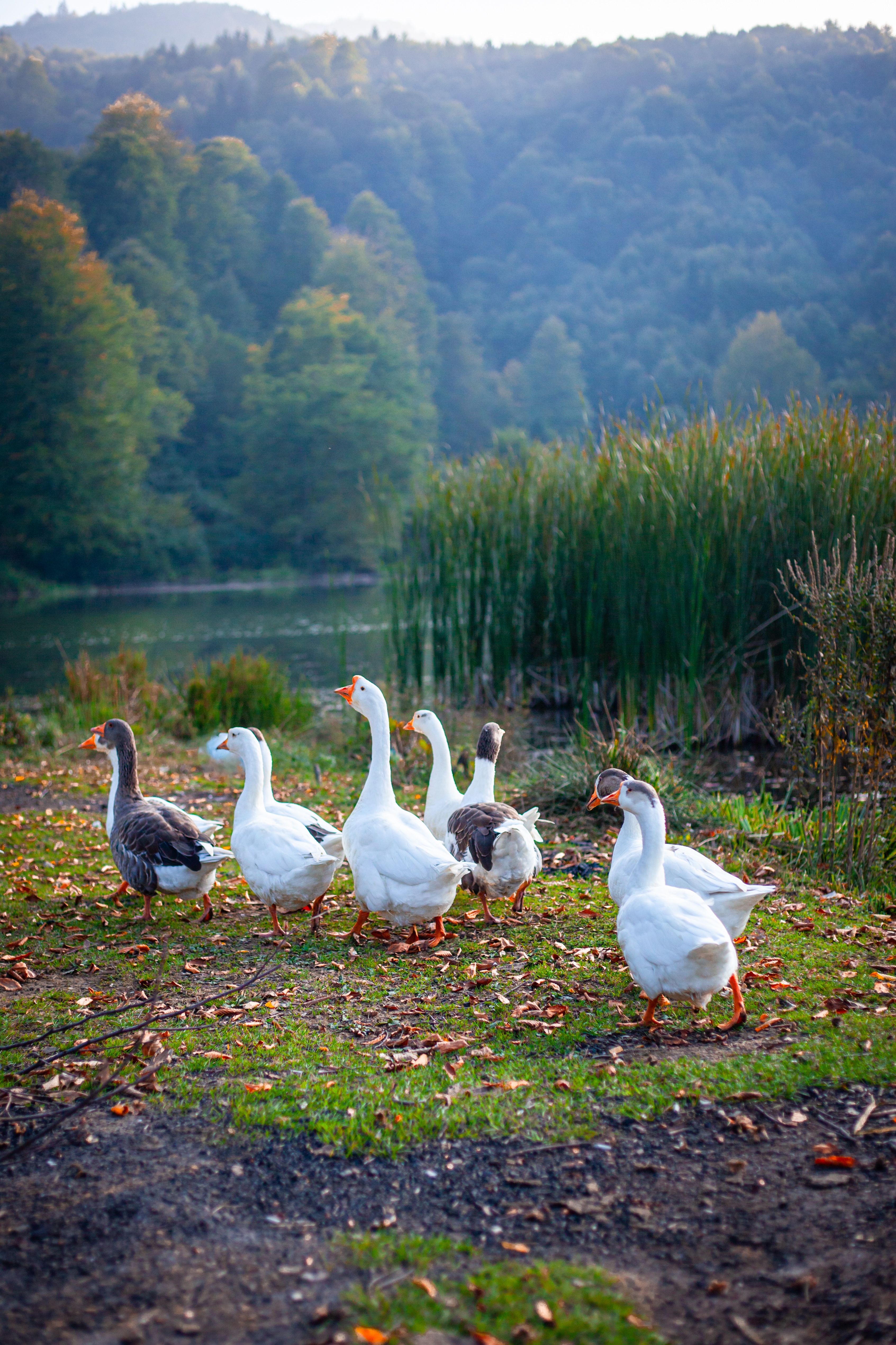 Forest With Birds Photos, Download The BEST Free Forest With Birds ...