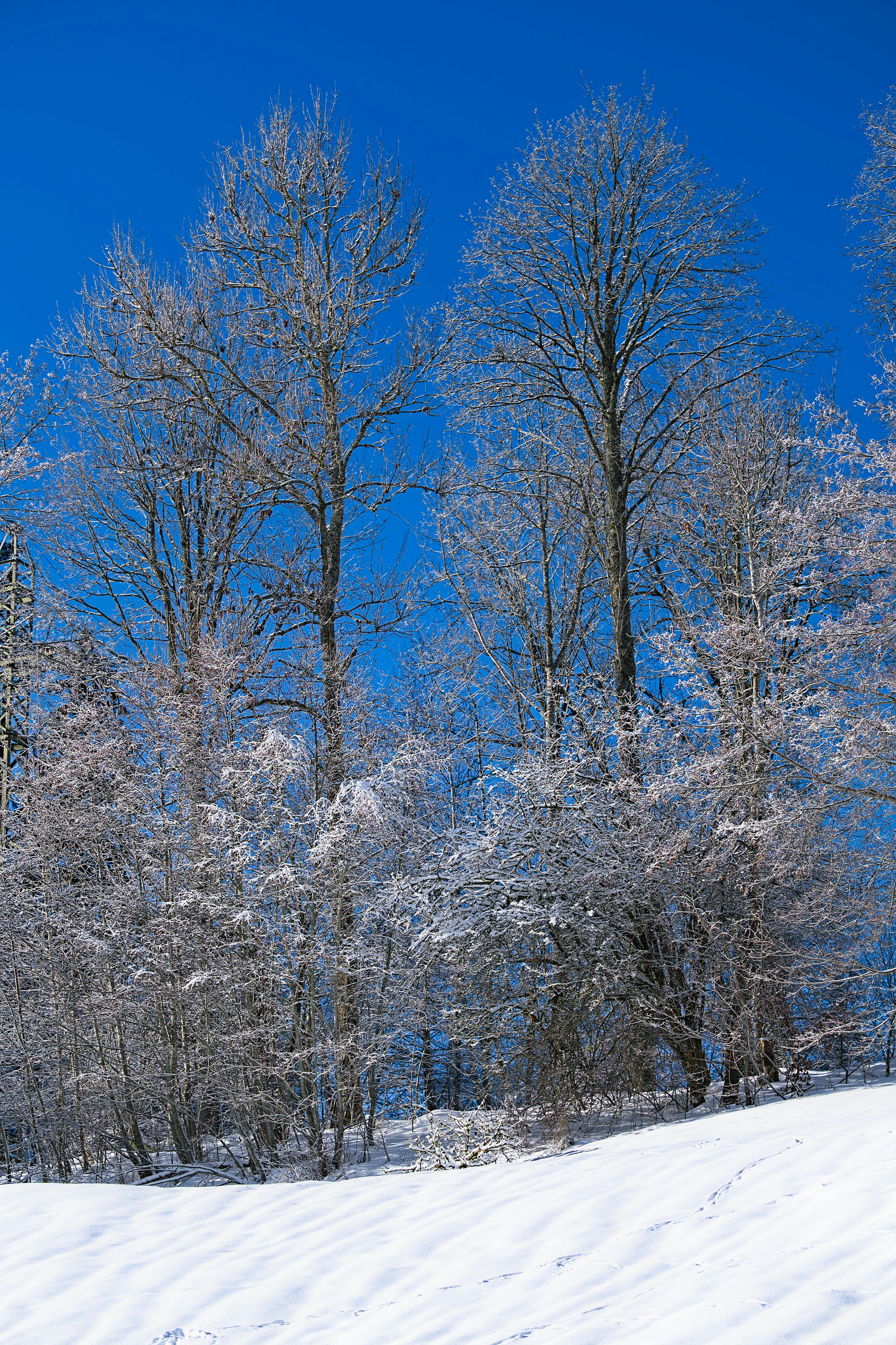 White Trees in Snow · Free Stock Photo