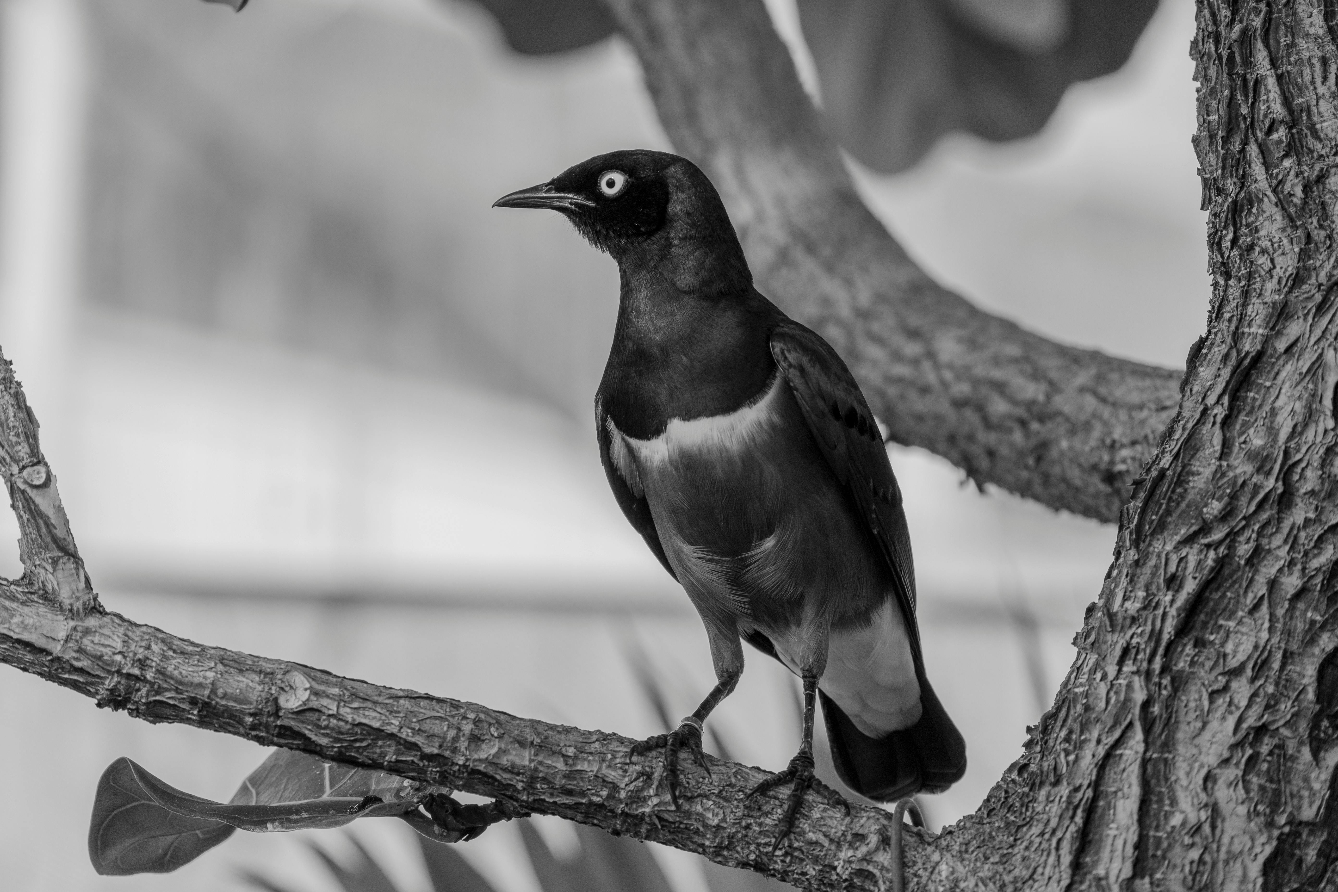 Bird on Tree in Black and White · Free Stock Photo
