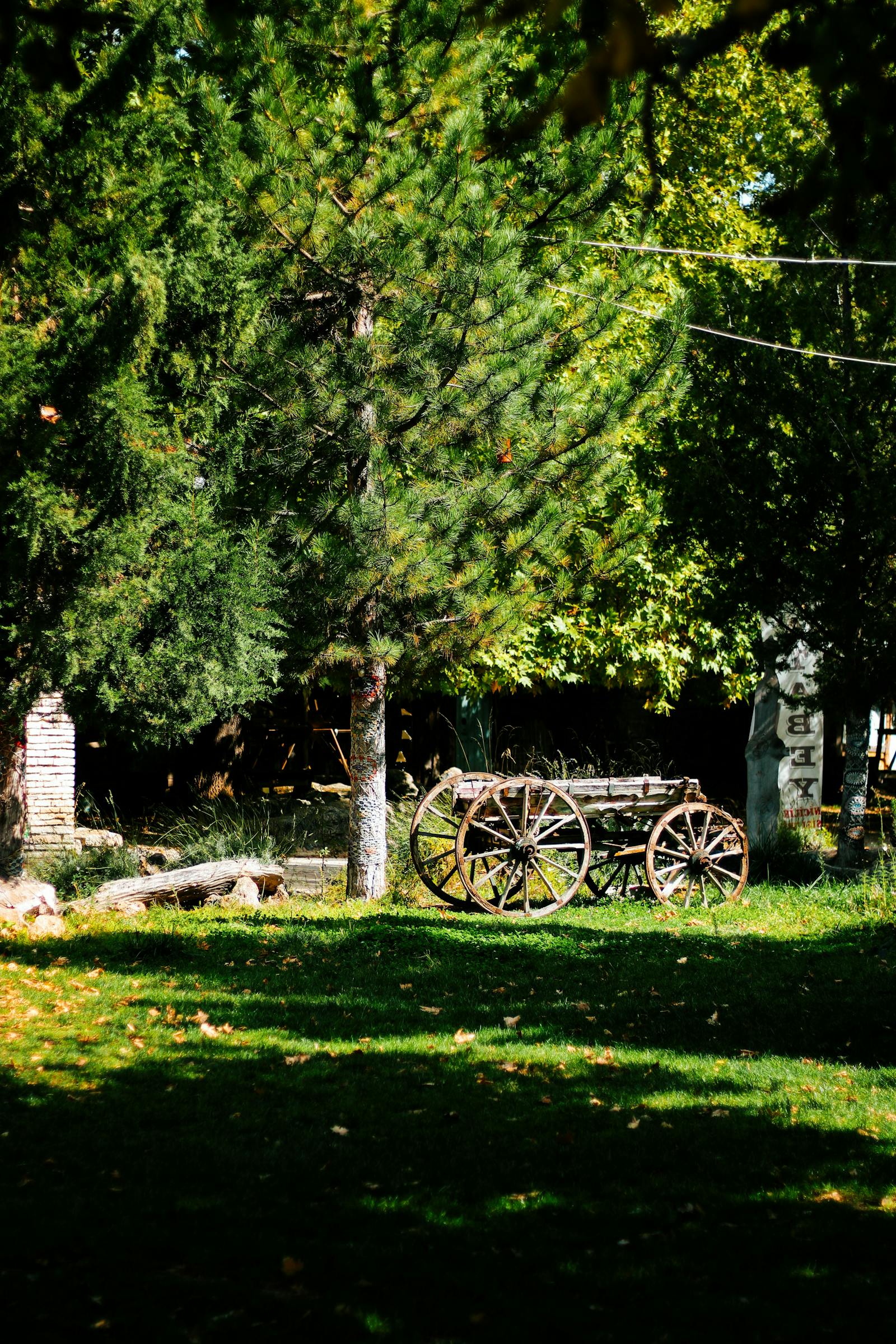 Horse Pine Photos, Download The BEST Free Horse Pine Stock Photos & HD ...