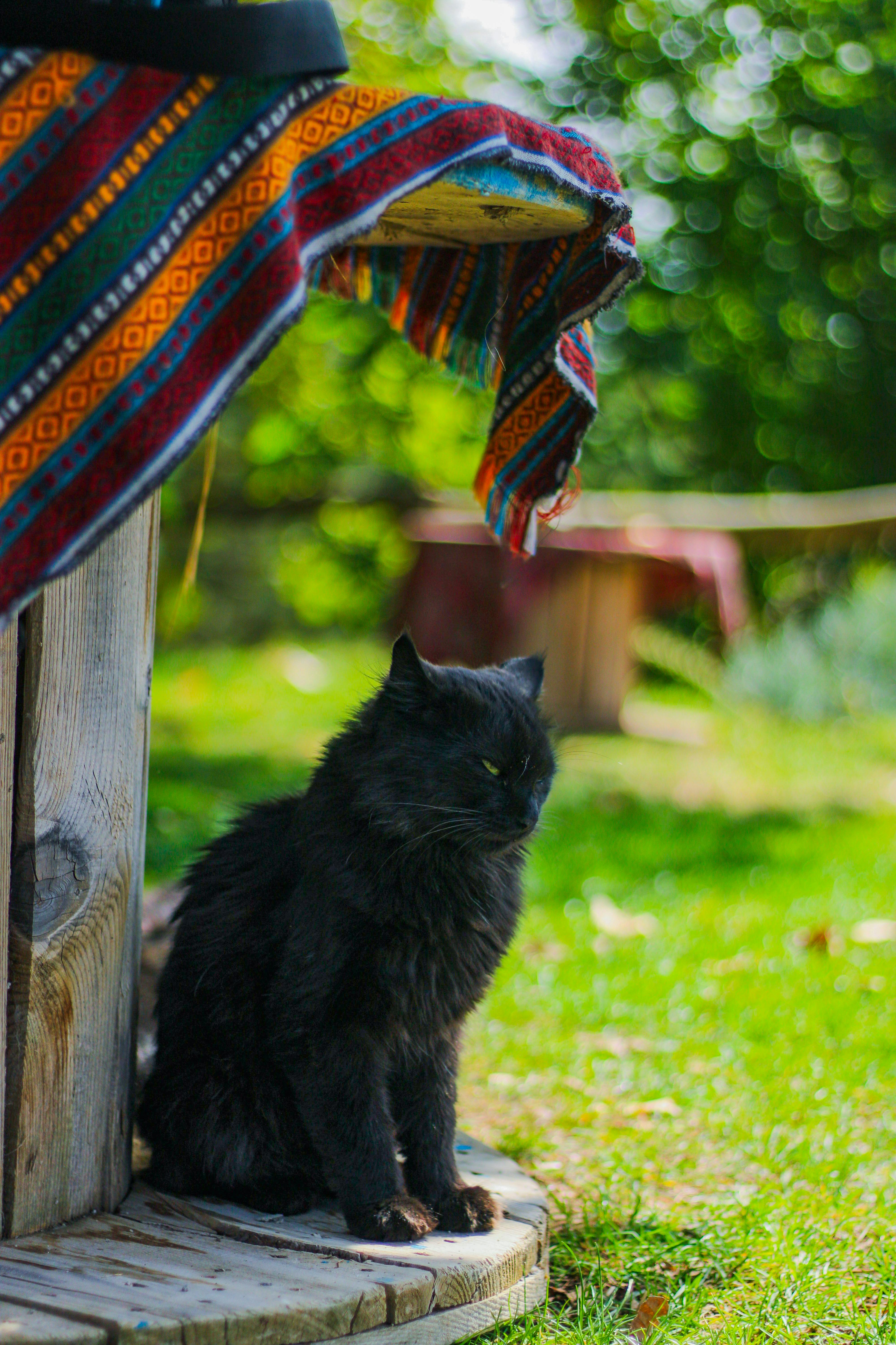 Black Cat Sitting Photos, Download The BEST Free Black Cat Sitting ...