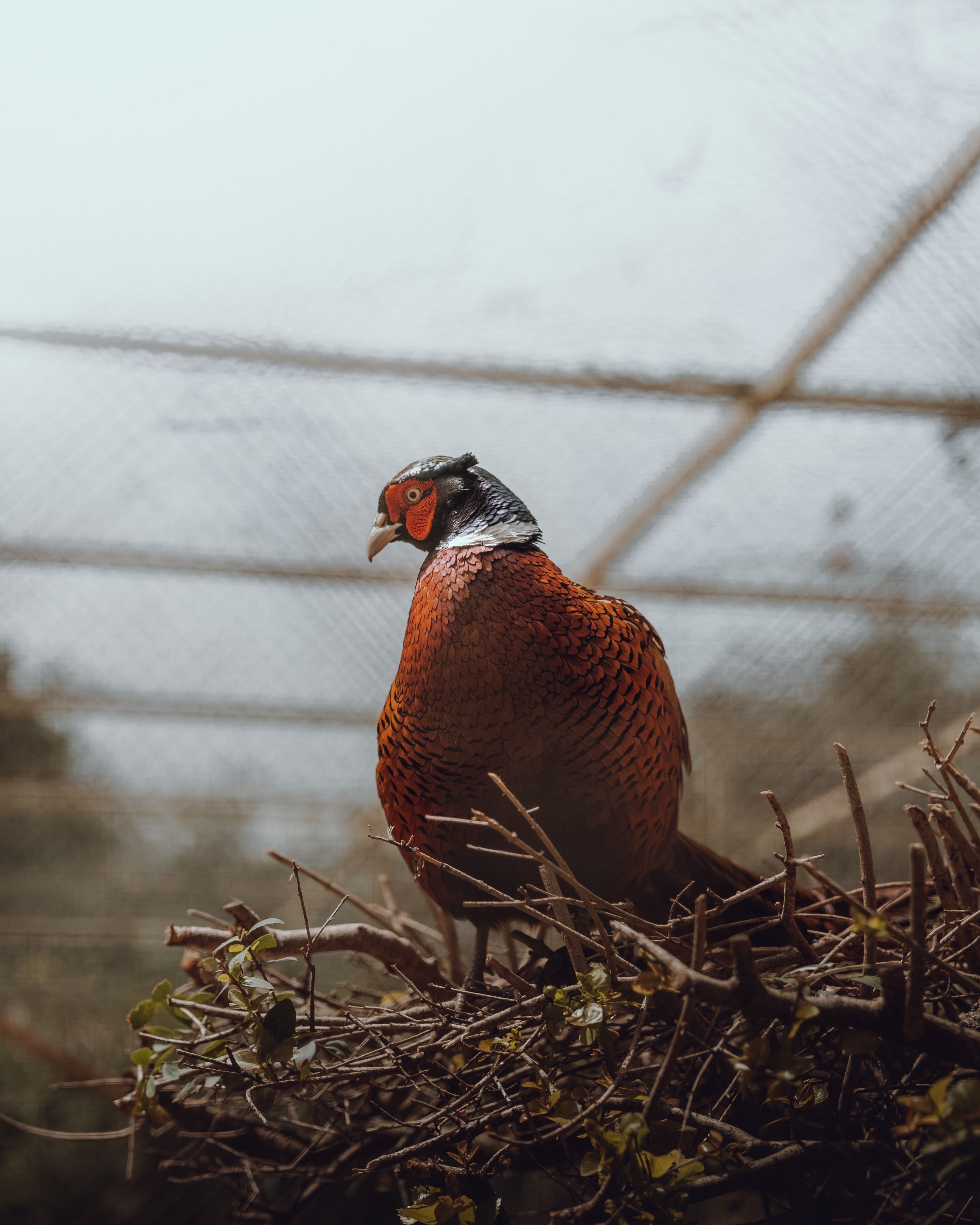Pheasant in Cage in Zoo · Free Stock Photo